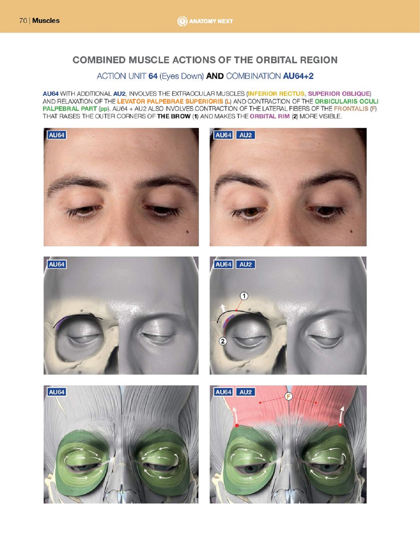 ANATOMY_OF_FACIAL_EXPRESSION.pdf - fettahh.er - Page 72 | Flip PDF ...