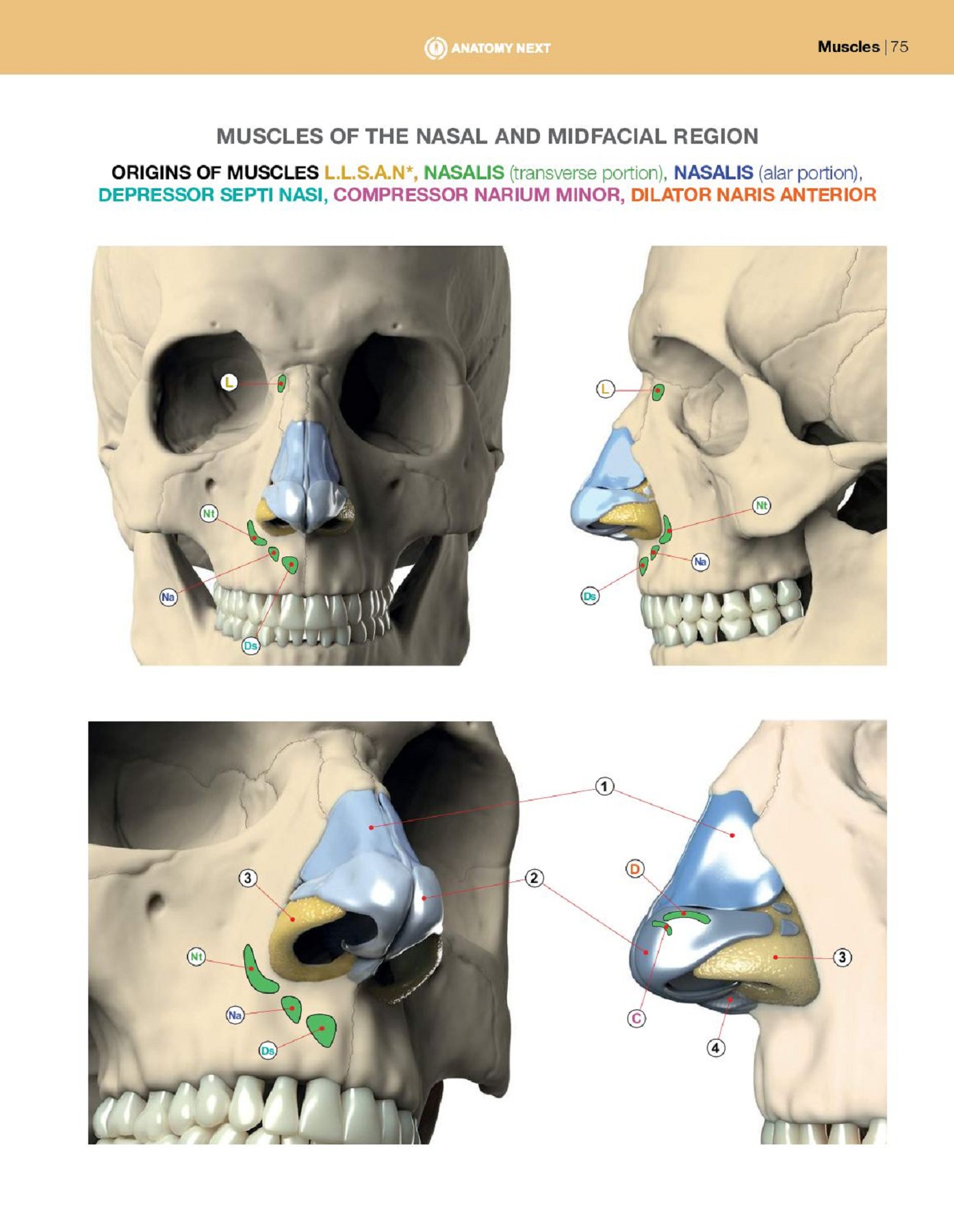 ANATOMY_OF_FACIAL_EXPRESSION.pdf - fettahh.er - Page 77 | Flip PDF ...