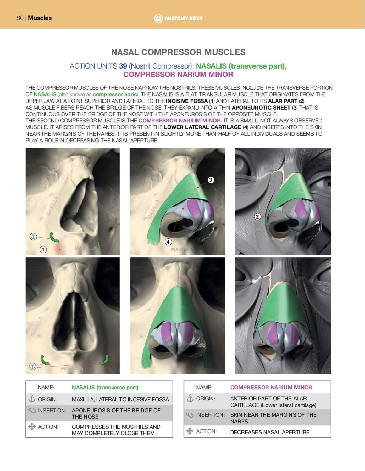 ANATOMY_OF_FACIAL_EXPRESSION.pdf - fettahh.er - Page 82 | Flip PDF ...