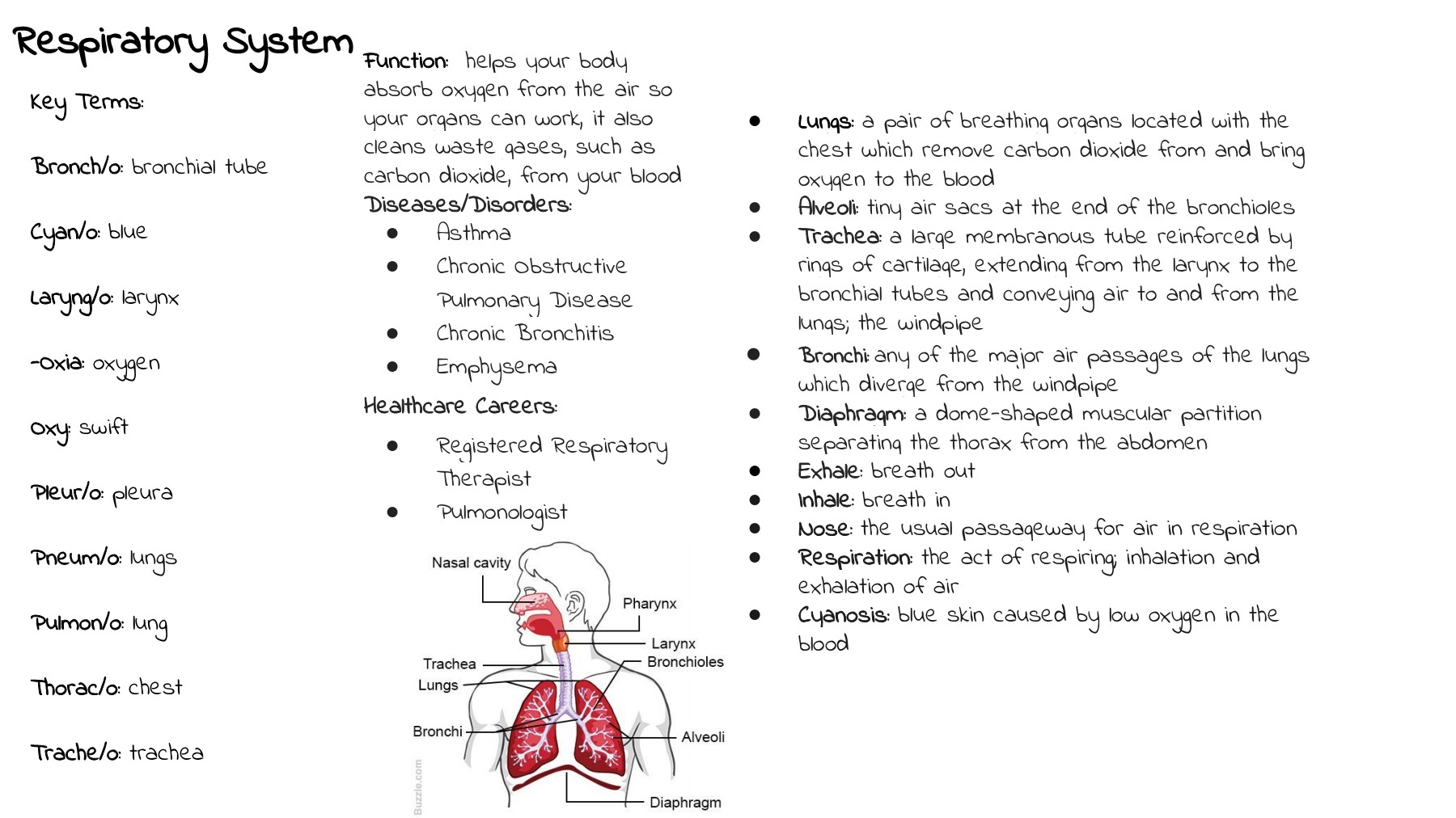 Health Science Notes - Natalie Rummel - Page 8 | Flip PDF Online | PubHTML5