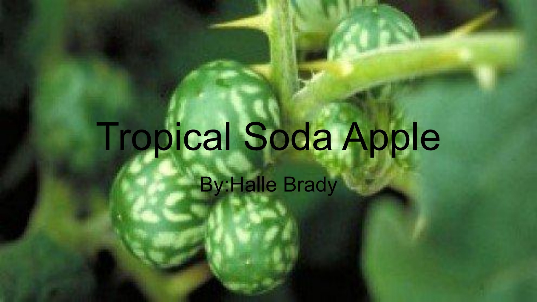 Tropical Soda Apple - denecarter - Page 1 - 5 | Flip PDF Online | PubHTML5
