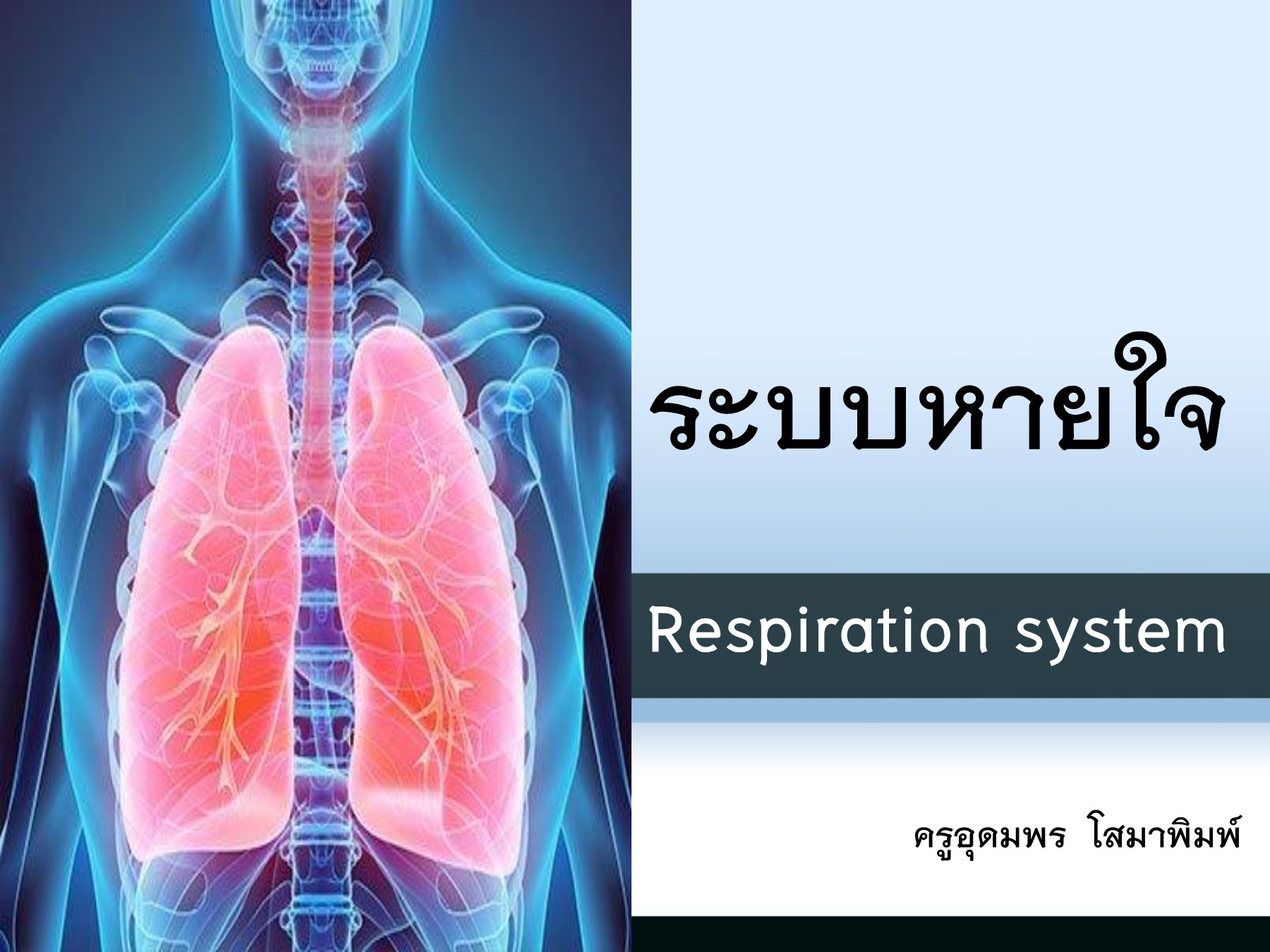 ระบบหายใจ - Kezaa Bio - หน้าหนังสือ 1 - 12 | พลิก PDF ออนไลน์ | PubHTML5