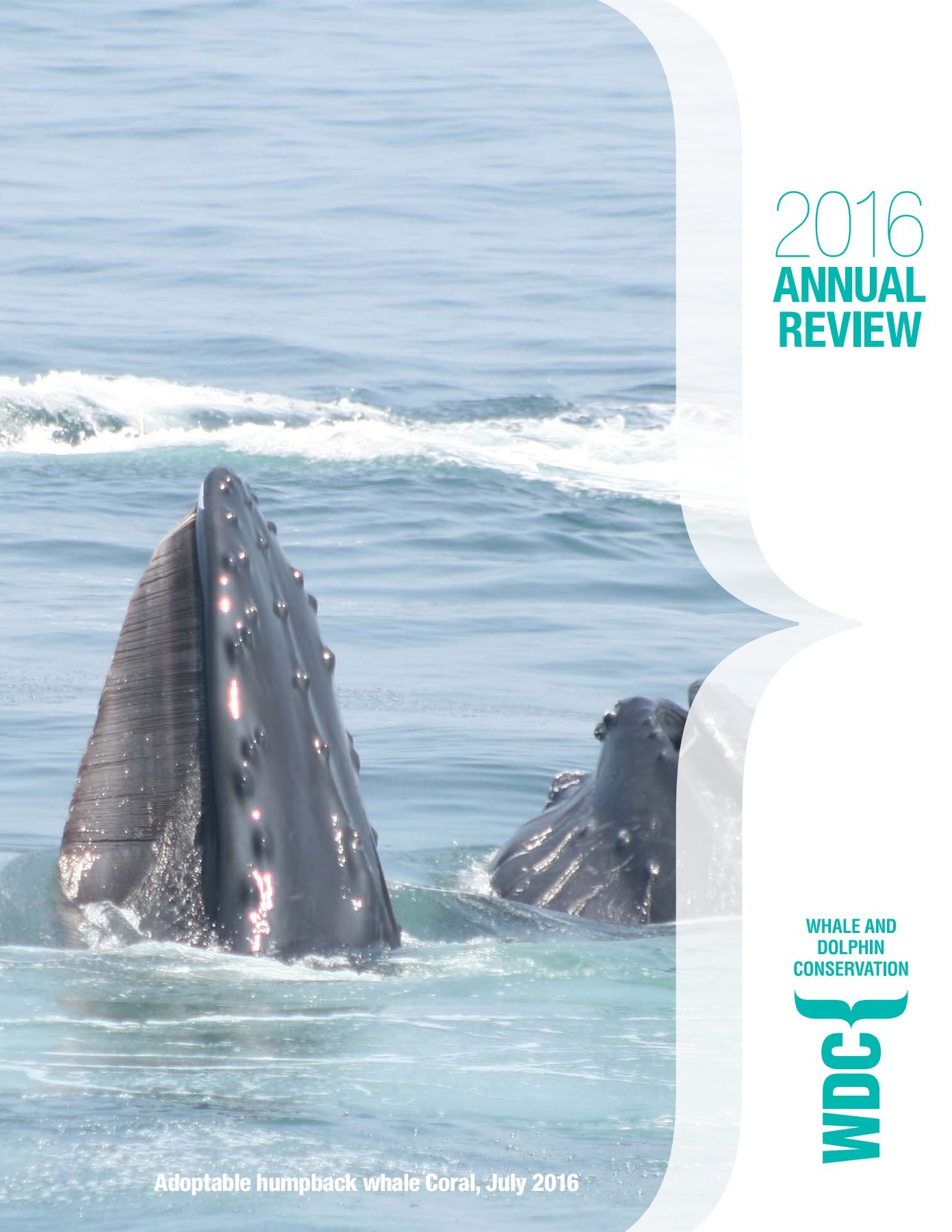 FY2016 ANNUAL REPORT Whale and Dolphin Conservation - Whale and Dolphin ...