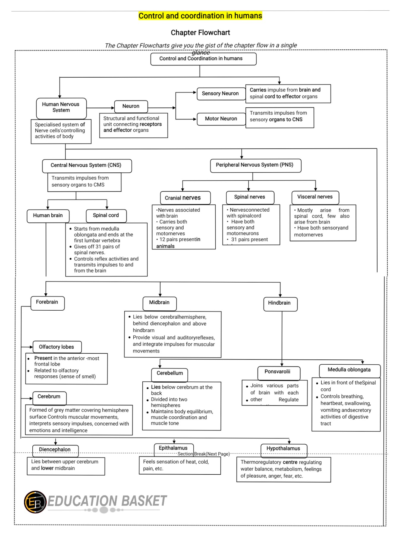 Control and Coordination class 10 EB - Education Basket - Page 1 - 2 ...
