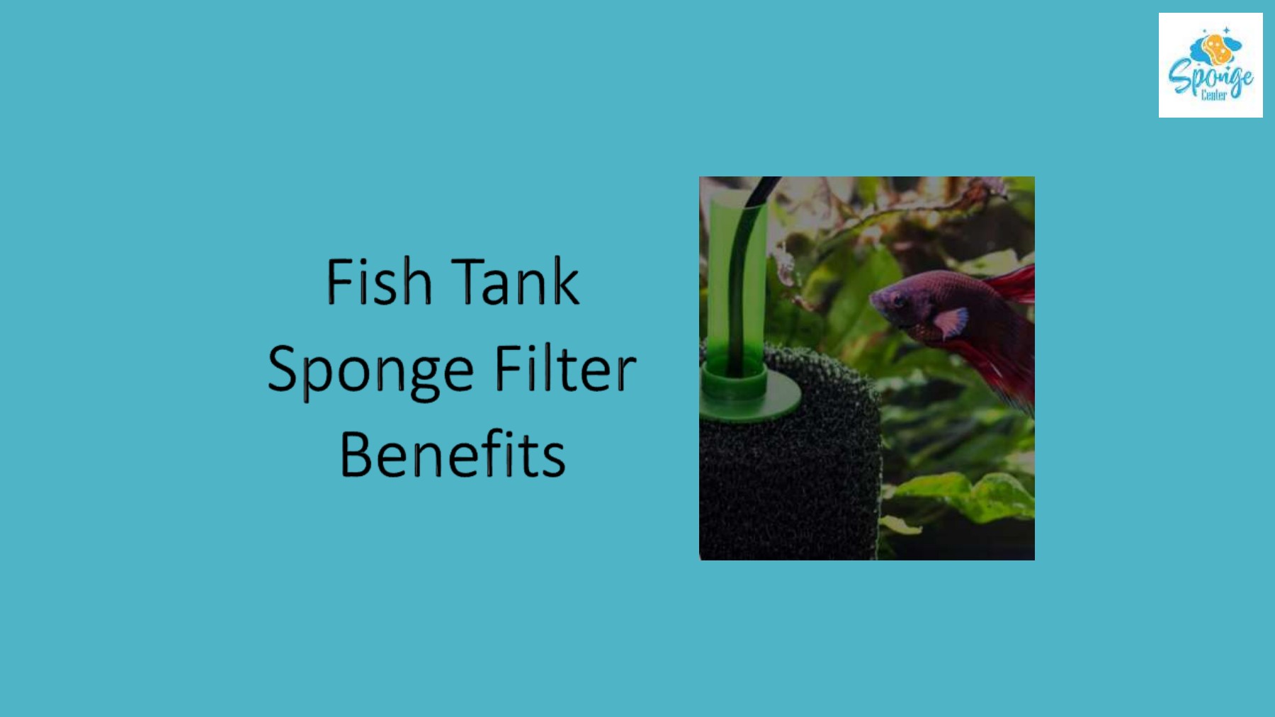 Benefits Of Fish Tank Sponge Filter - Sponge Center - Page 1 - 7 | Flip ...