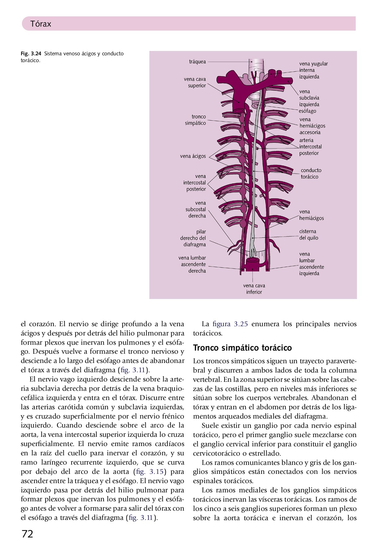 Lo esencial en Anatomia - Alejandro B. - Page 93 | Flip PDF Online ...