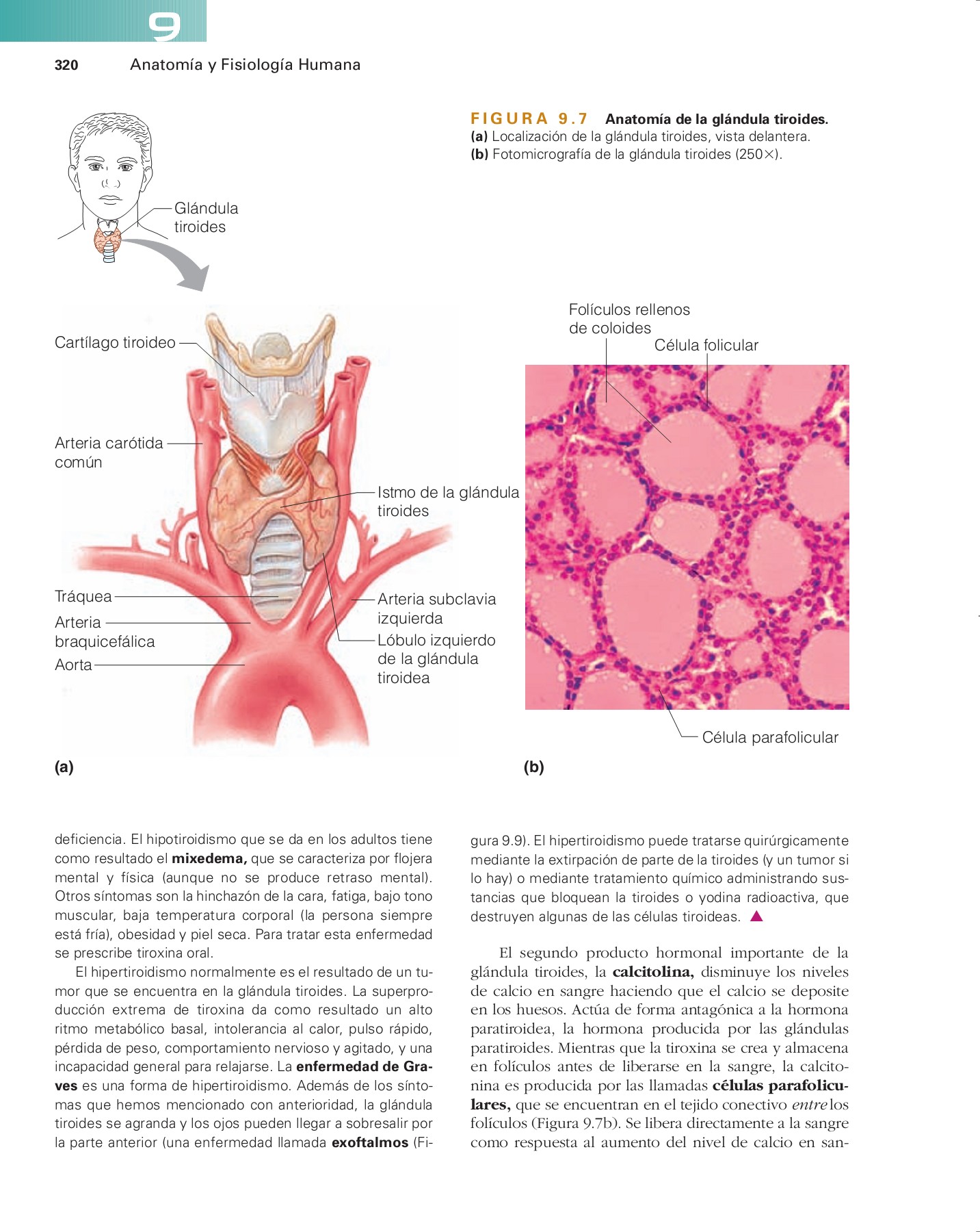 Anatomía y Fisiología Humana - Alejandro B. - Página 346 | Flip PDF en ...