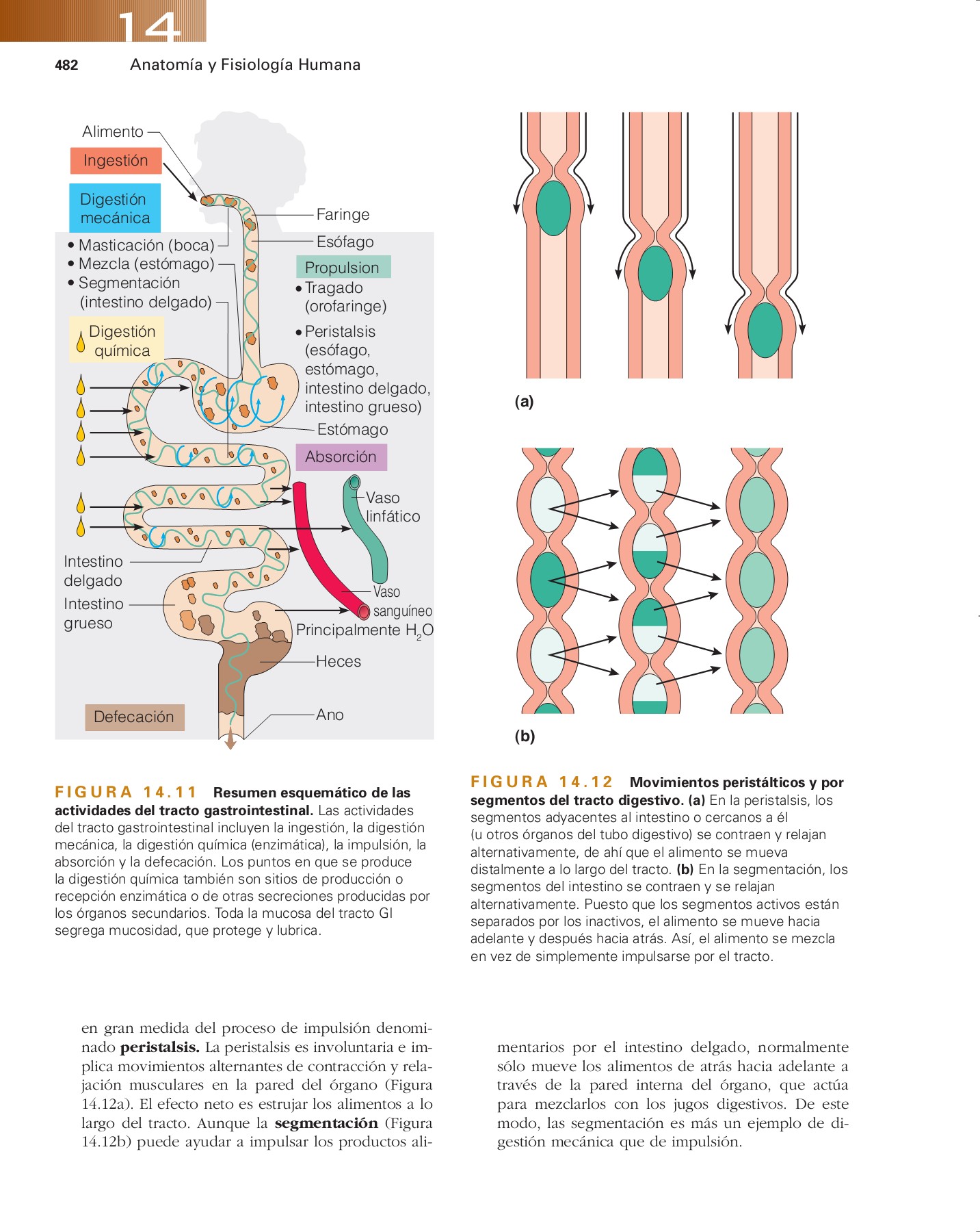 Anatomía y Fisiología Humana - Alejandro B. - Página 508 | Flip PDF en ...