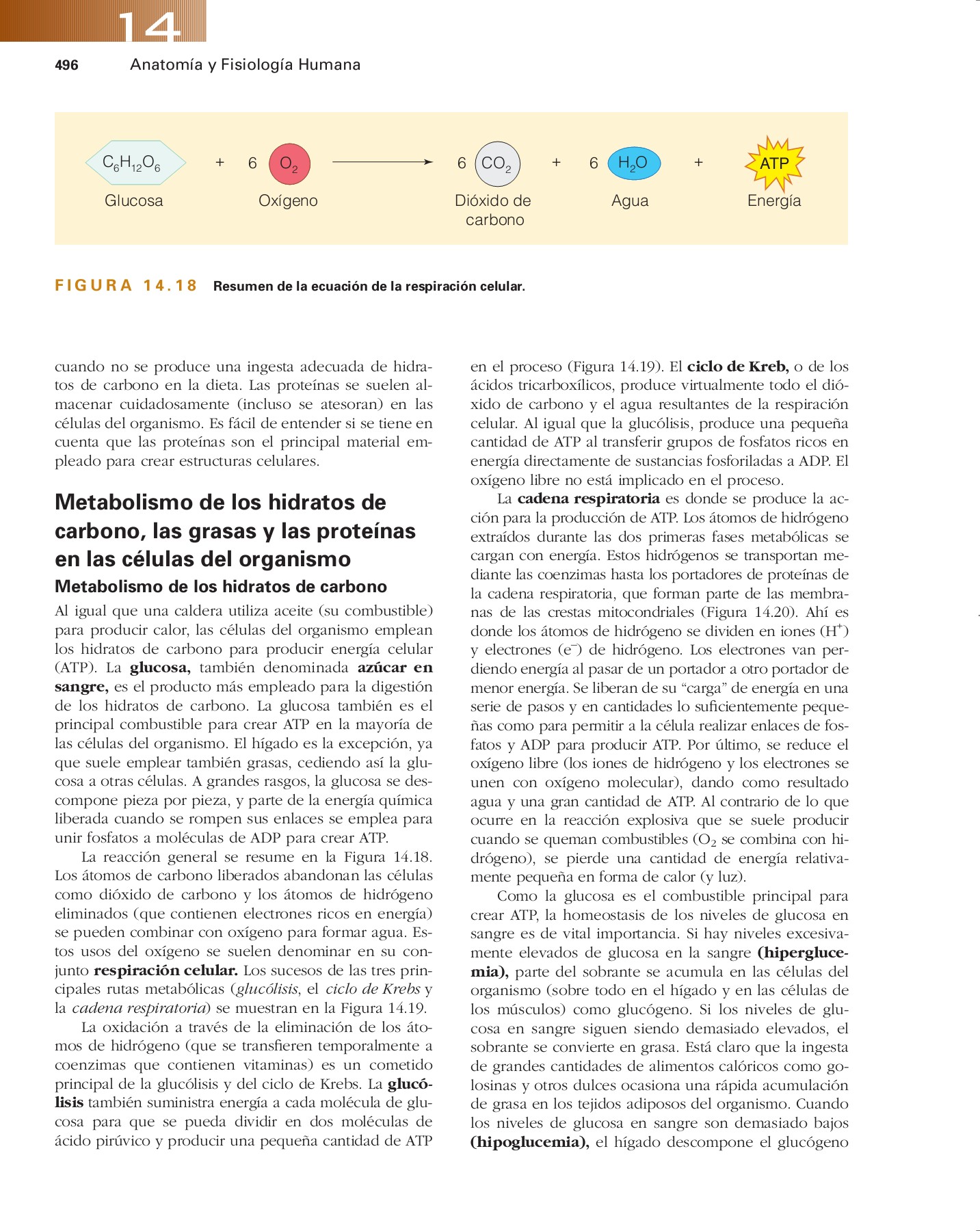 Anatomía y Fisiología Humana - Alejandro B. - Página 522 | Flip PDF en línea | PubHTML5