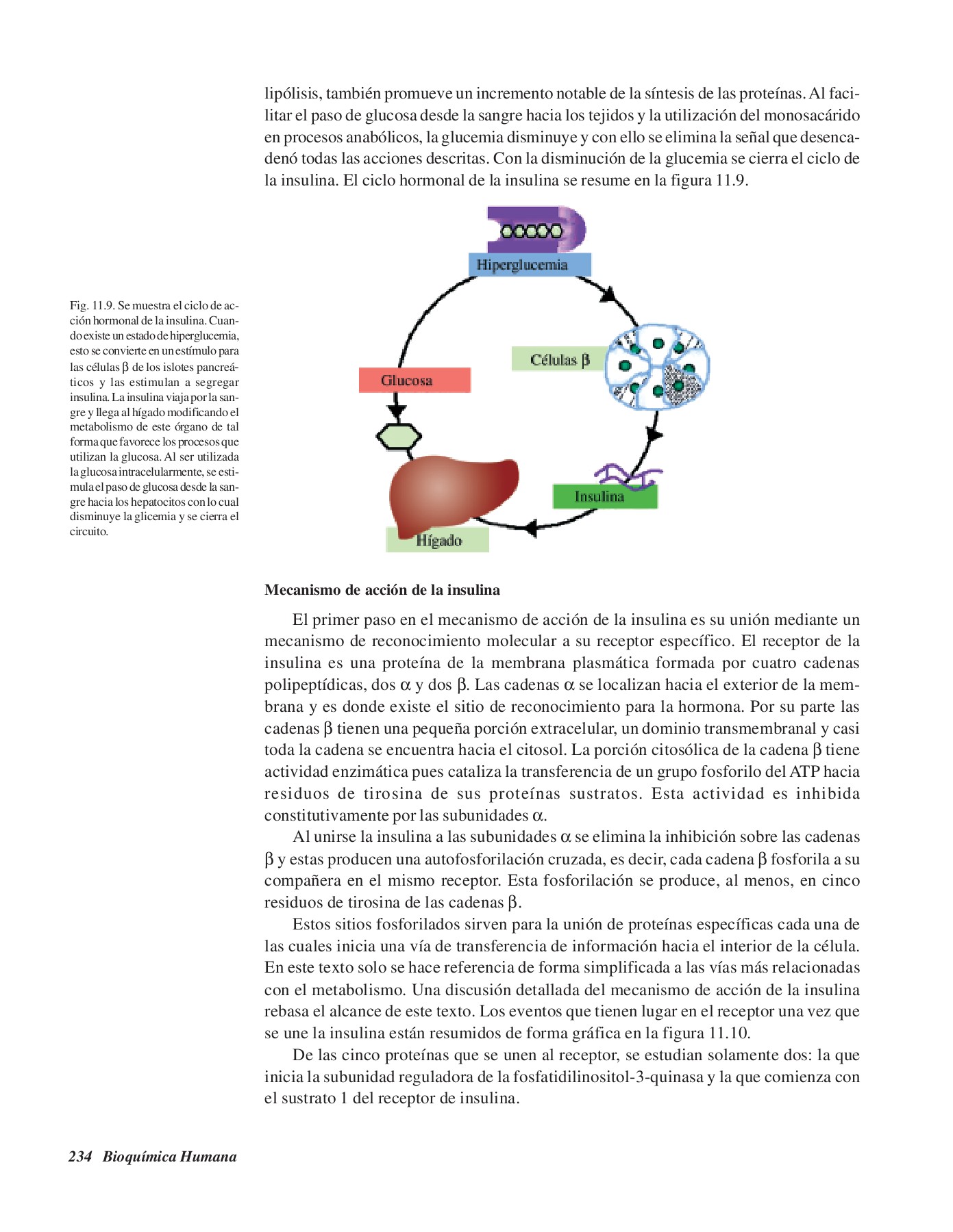 Bioquimica Humana - Alejandro B. - Página 244 | Flip PDF en línea ...