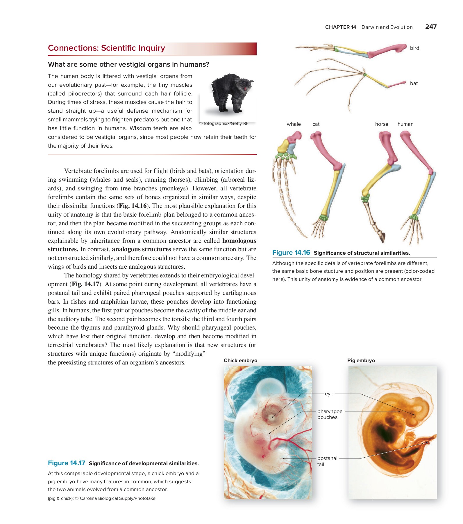 Essentials-of-Biology - ShaniB - Page 266 | Flip PDF Online | PubHTML5