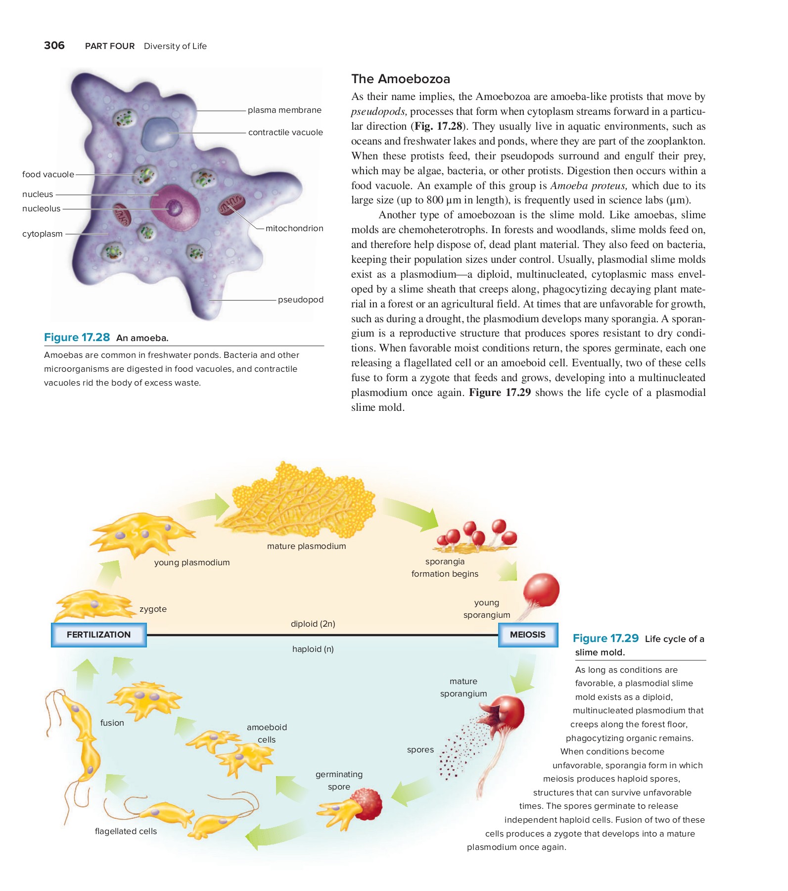 Essentials-of-Biology - ShaniB - Page 325 | Flip PDF Online | PubHTML5