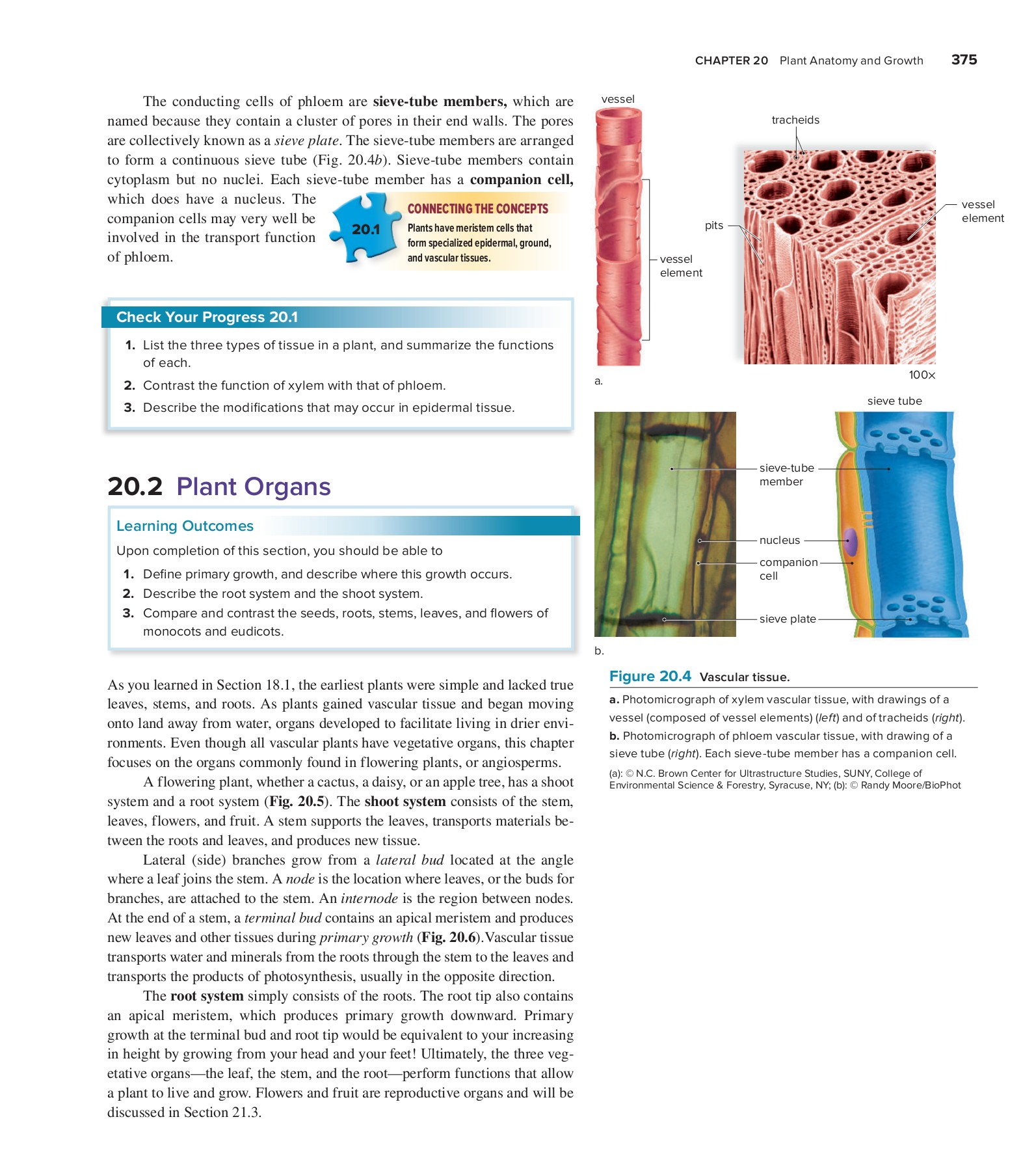 Essentials-of-Biology - ShaniB - Page 394 | Flip PDF Online | PubHTML5