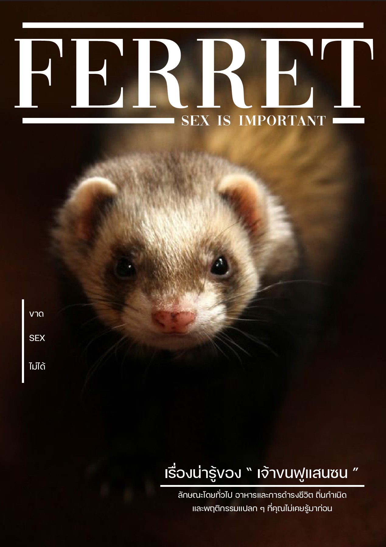 Ferret - nopparatrattanadechsopa - หน้าหนังสือ 1 - 10 | พลิก PDF ออนไลน์ | PubHTML5