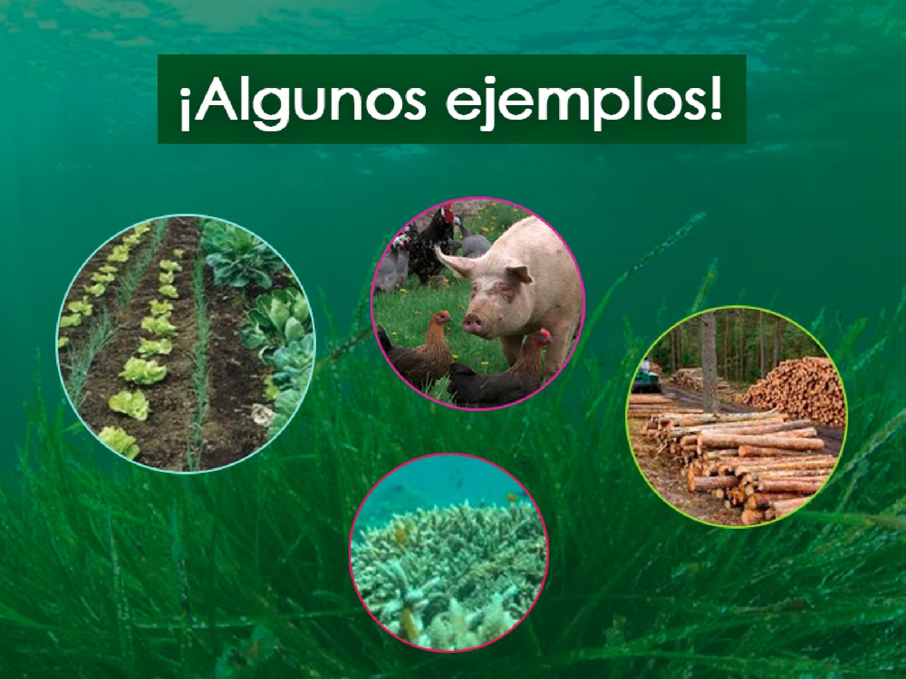 Los recursos biológicos - ocaiva - Page 3 | Flip PDF Online | PubHTML5