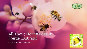 All about Honey Bees in South-East Asia