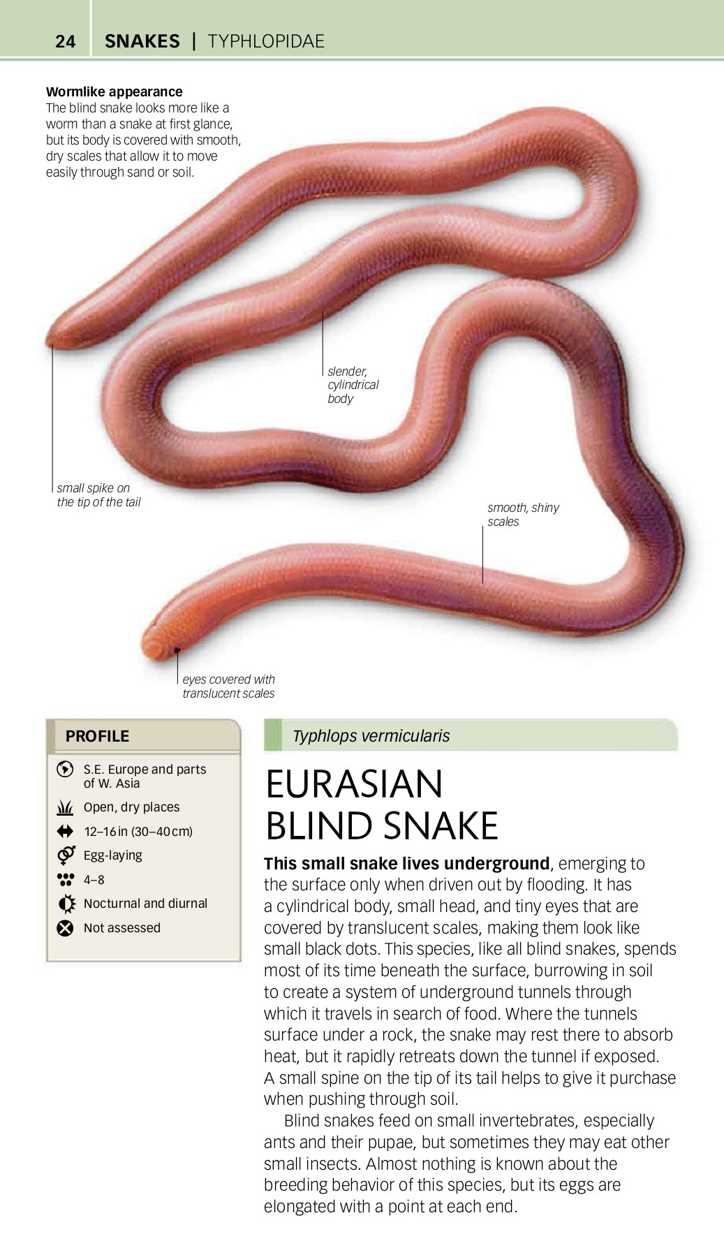 Nature Guide_ Snakes and Other Reptiles and Amphibians_clone - THE ...