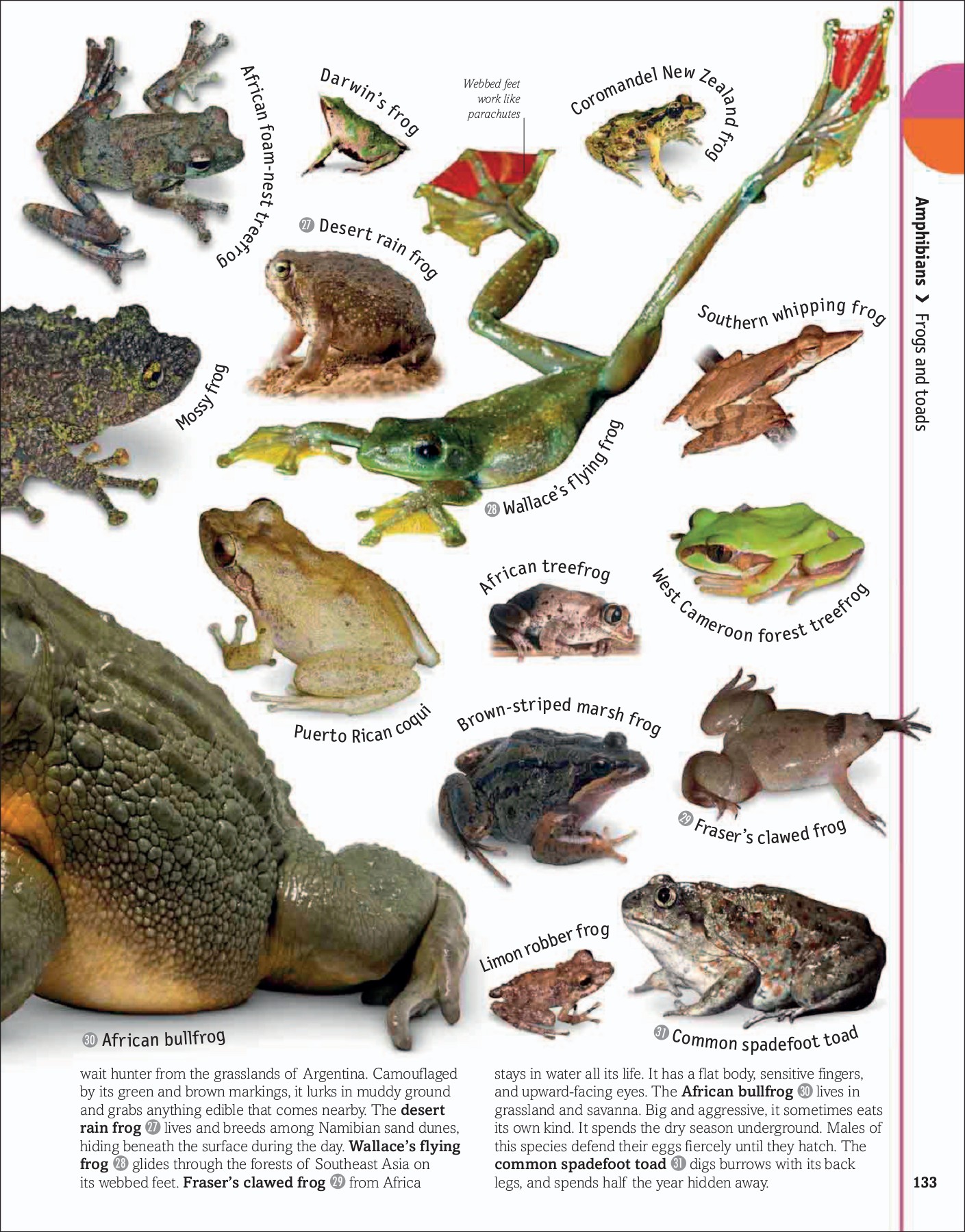 The Animal Book - THE MANTHAN SCHOOL - Page 135 | Flip PDF Online ...