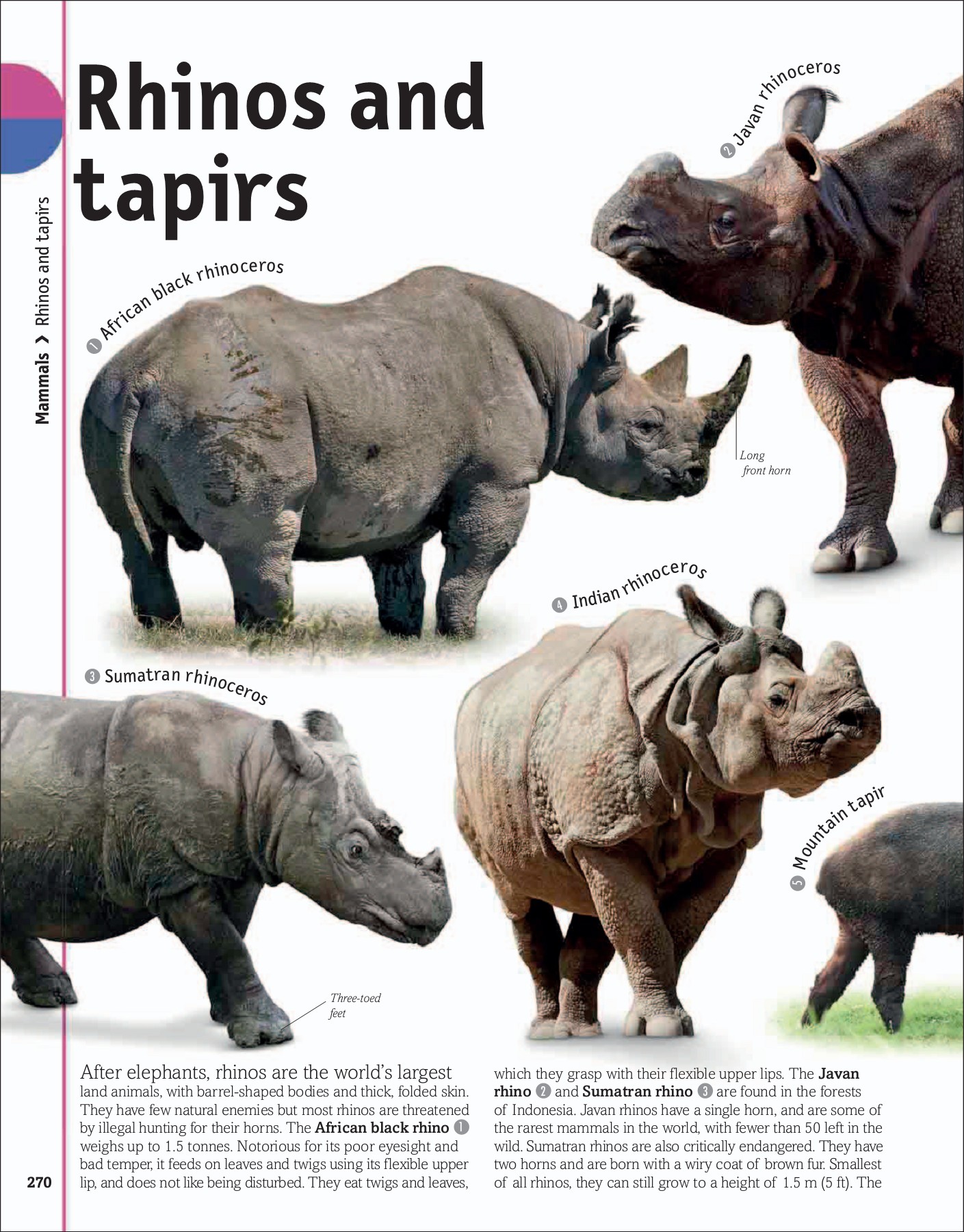 The Animal Book - THE MANTHAN SCHOOL - Page 272 | Flip PDF Online ...