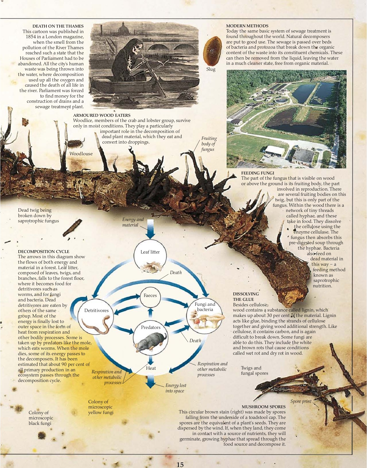 Eyewitness Ecology - Eyewitness Books-DK Publishing - THE MANTHAN ...