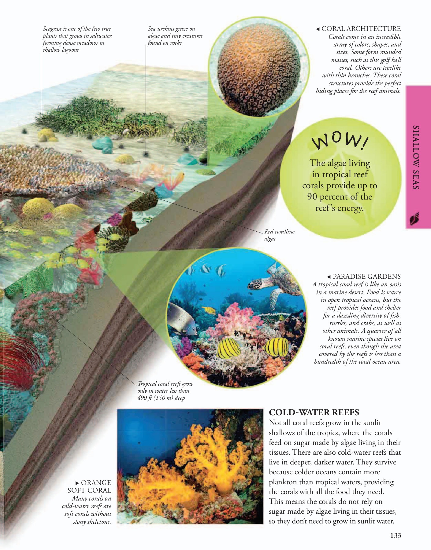 Ocean_ A Visual Encyclopedia_clone - THE MANTHAN SCHOOL - Page 135 | Flip PDF Online | PubHTML5