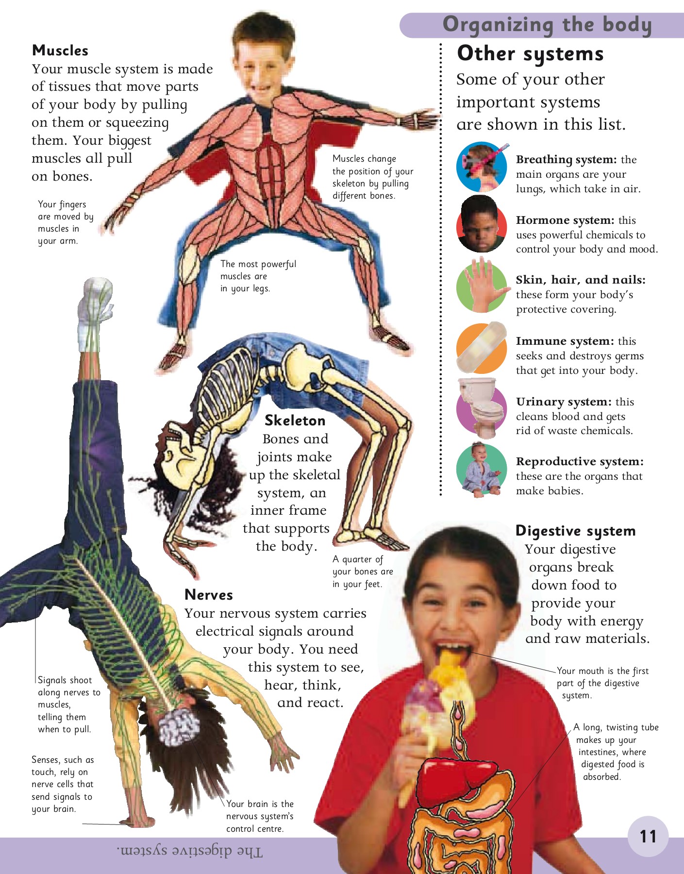 Human Body Encyclopedia - THE MANTHAN SCHOOL - Page 11 | Flip PDF ...