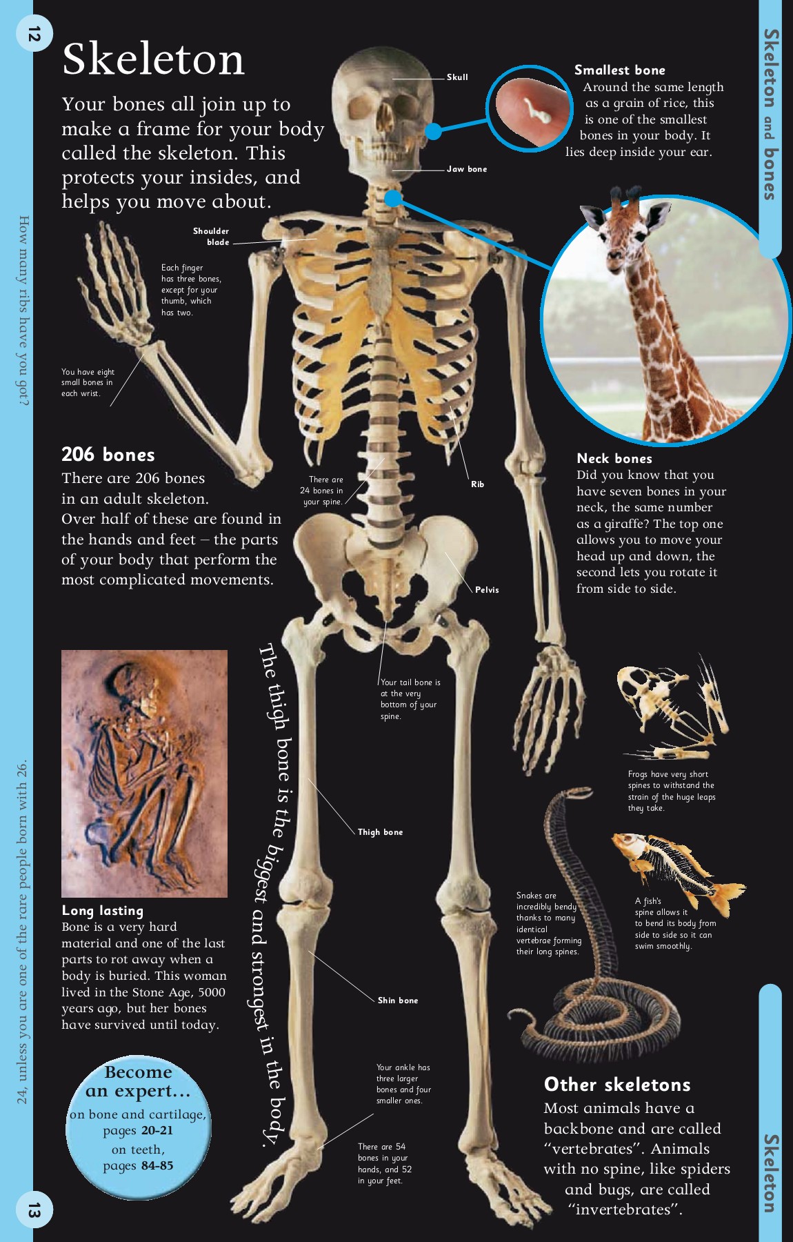 Human Body Encyclopedia - THE MANTHAN SCHOOL - Page 12 | Flip PDF ...