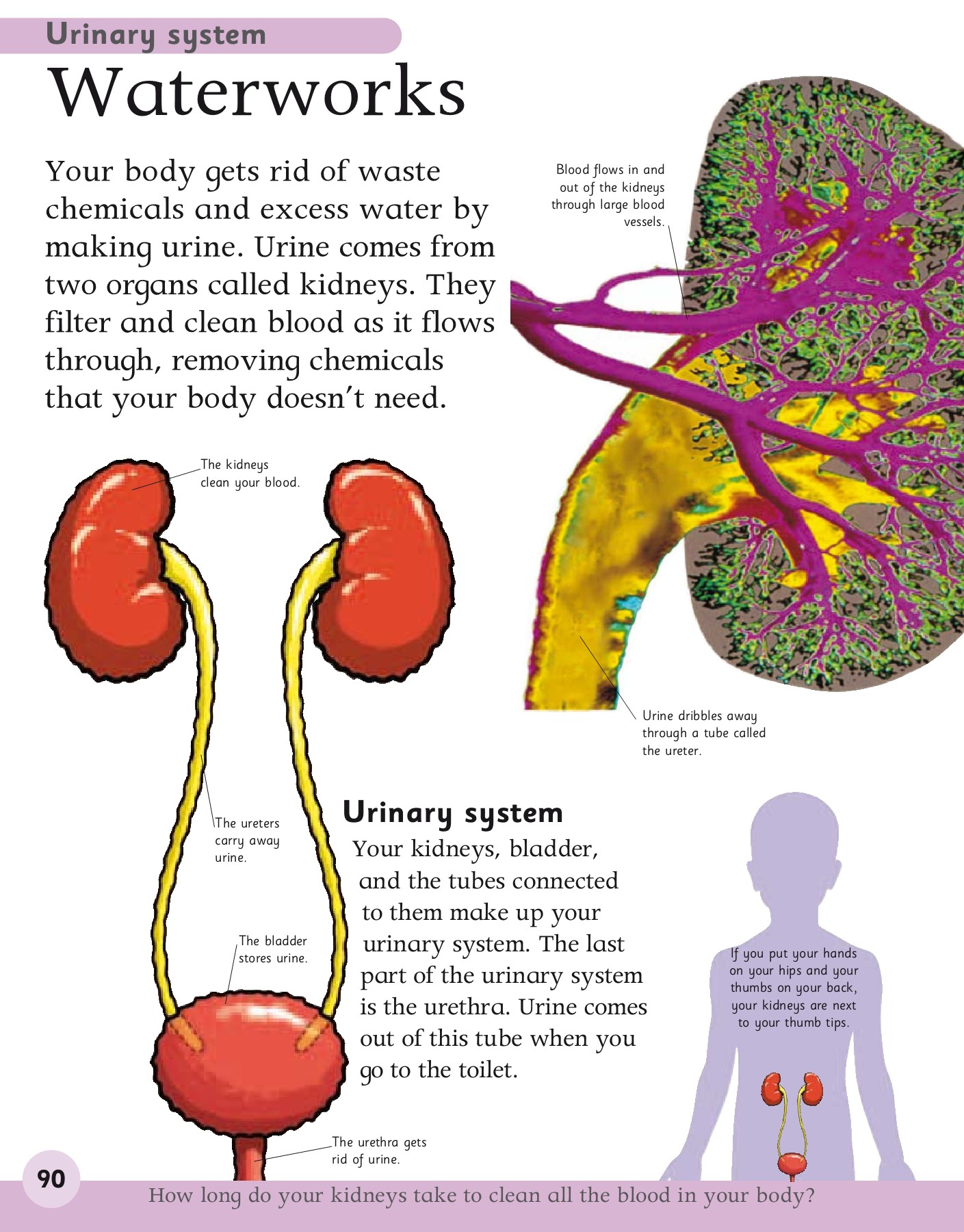 Human Body Encyclopedia - THE MANTHAN SCHOOL - Page 86 | Flip PDF ...