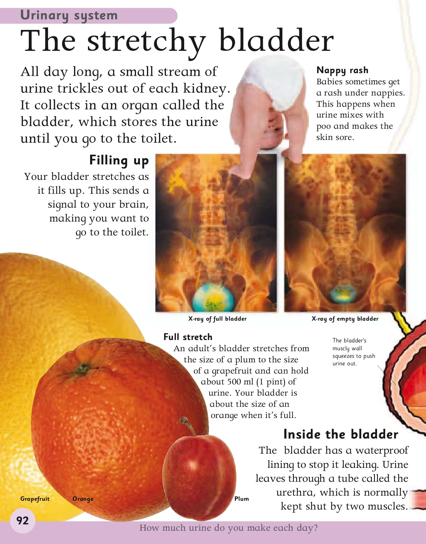 Human Body Encyclopedia - THE MANTHAN SCHOOL - Page 88 | Flip PDF ...