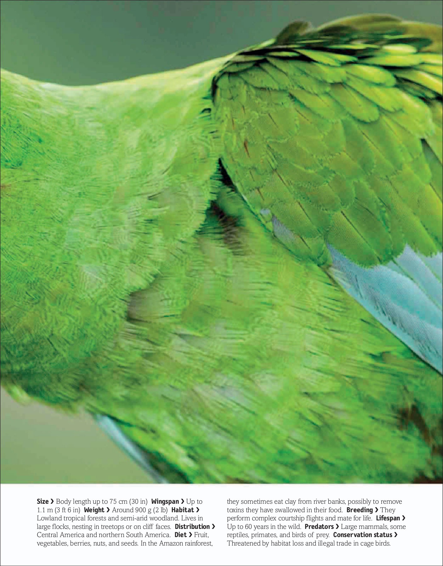 The Animal Book_clone_clone - THE MANTHAN SCHOOL - Page 171 | Flip PDF ...