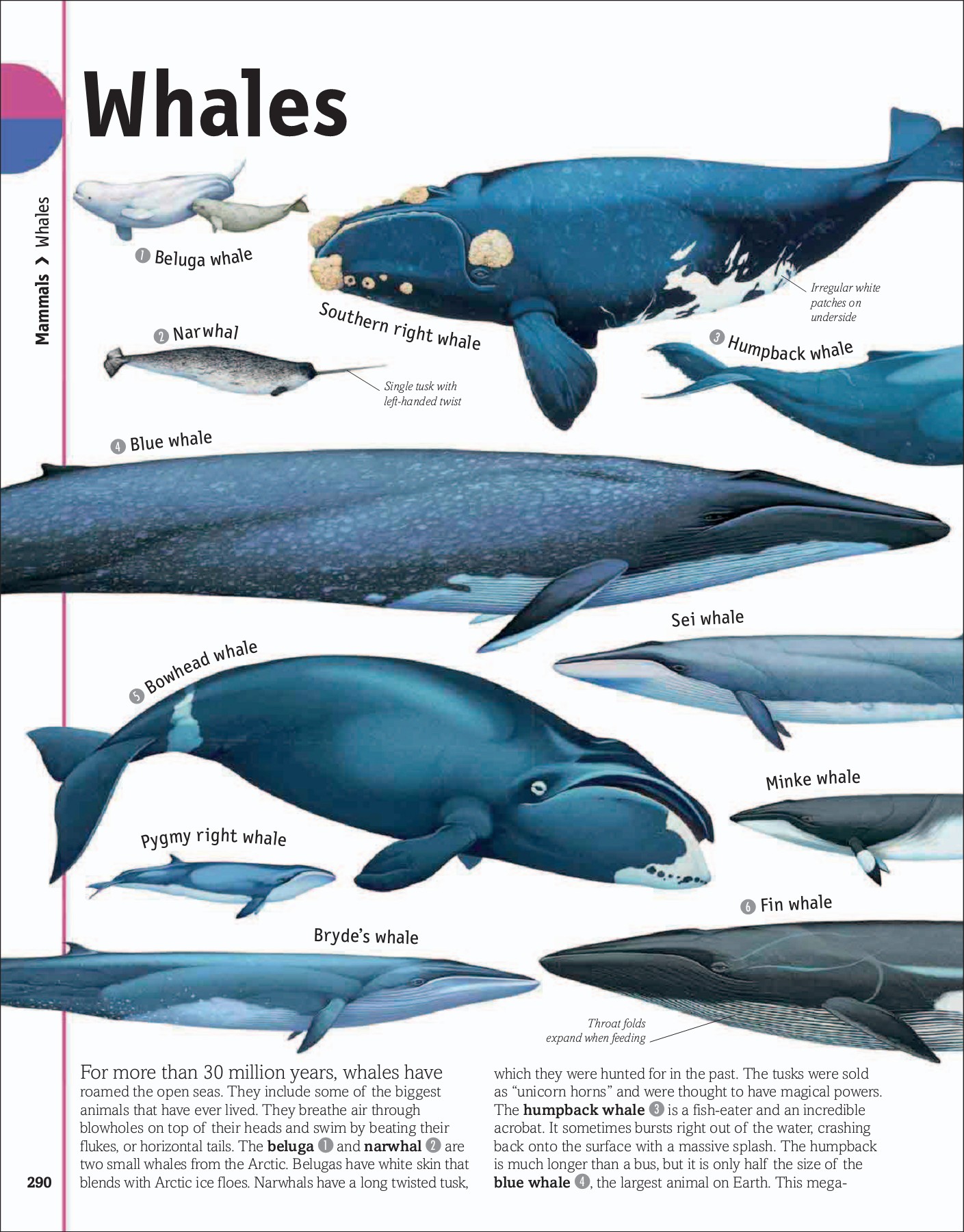 The Animal Book_clone_clone - THE MANTHAN SCHOOL - Page 292 | Flip PDF ...