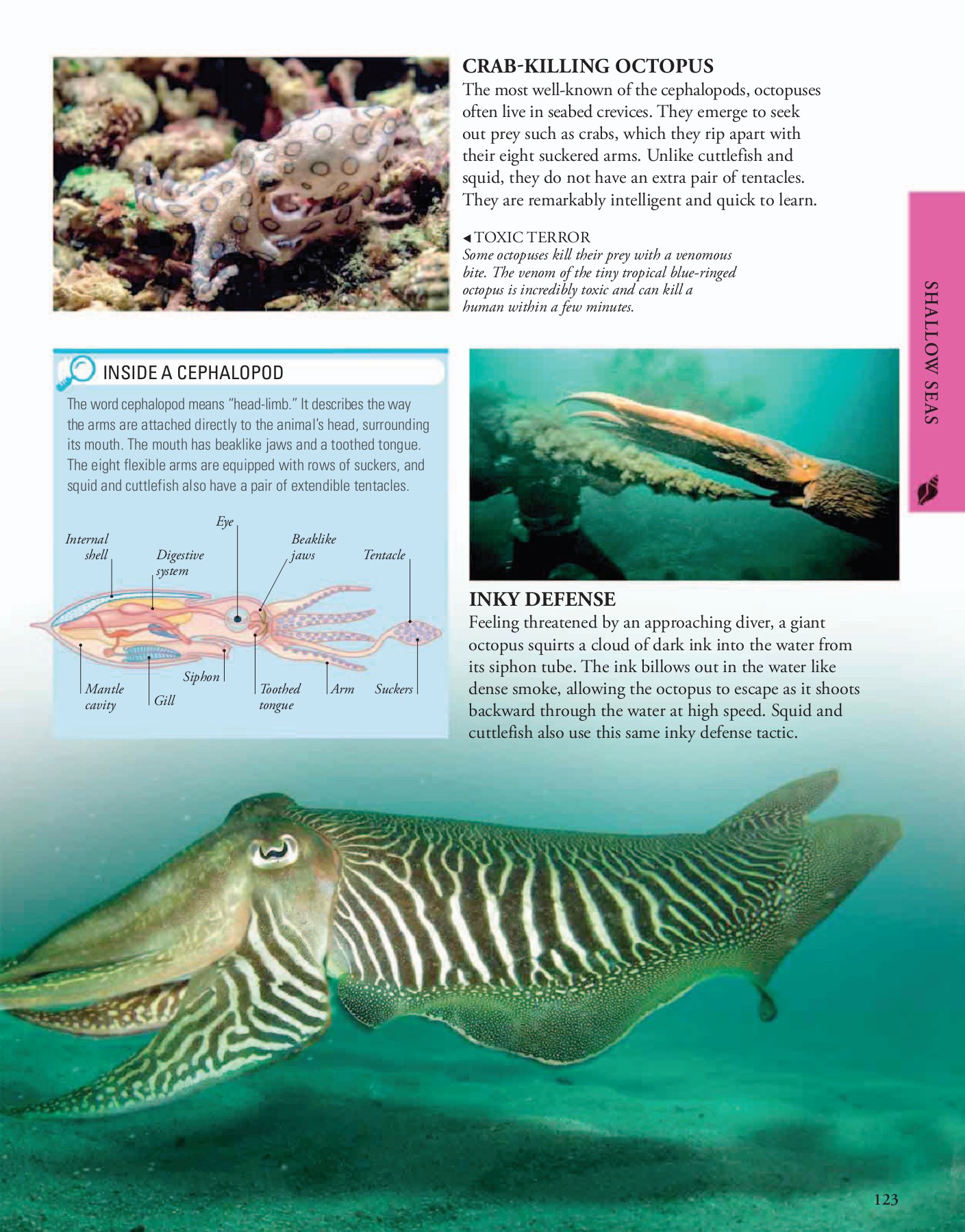 Ocean_ A Visual Encyclopedia - THE MANTHAN SCHOOL - Page 125 | Flip PDF Online | PubHTML5