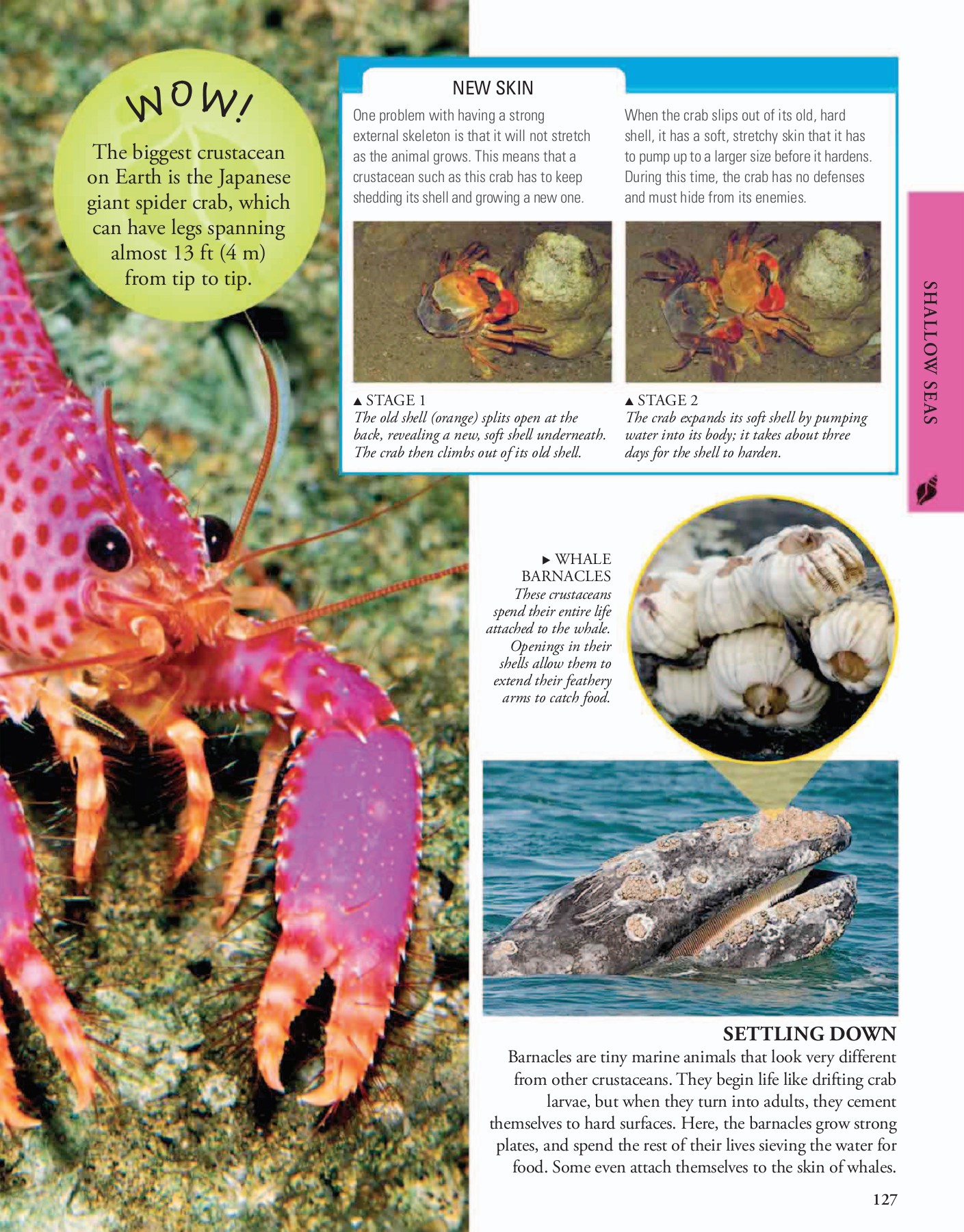 Ocean_ A Visual Encyclopedia - THE MANTHAN SCHOOL - Page 129 | Flip PDF Online | PubHTML5