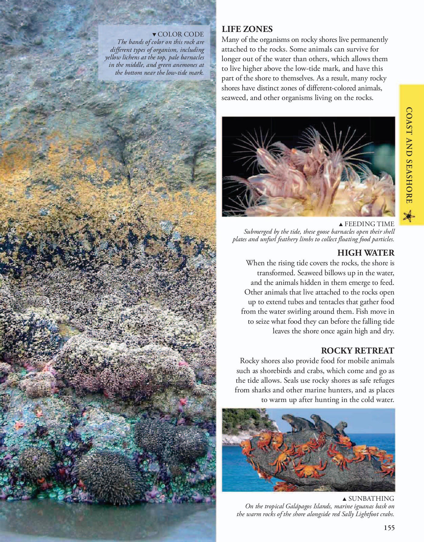 Ocean_ A Visual Encyclopedia - THE MANTHAN SCHOOL - Page 157 | Flip PDF Online | PubHTML5