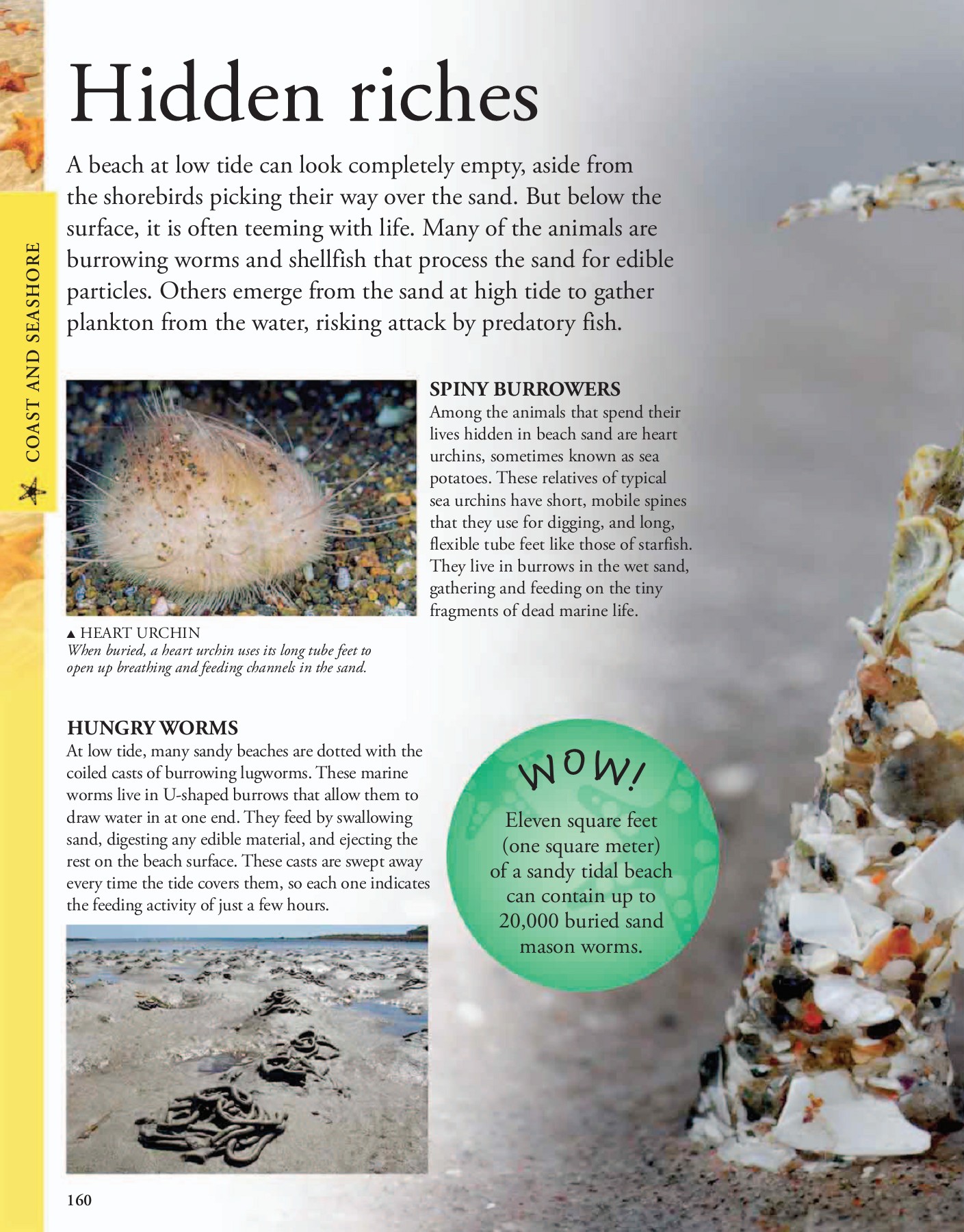 Ocean_ A Visual Encyclopedia - THE MANTHAN SCHOOL - Page 162 | Flip PDF Online | PubHTML5