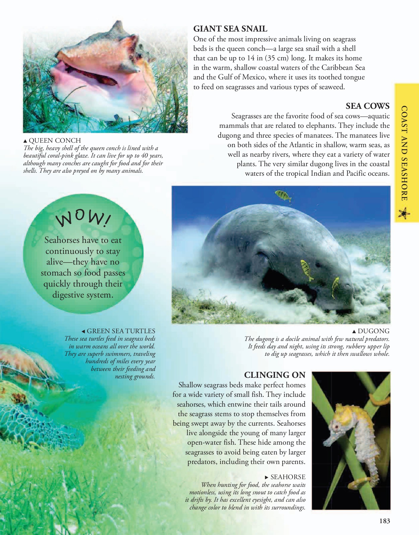 Ocean_ A Visual Encyclopedia - THE MANTHAN SCHOOL - Page 185 | Flip PDF Online | PubHTML5