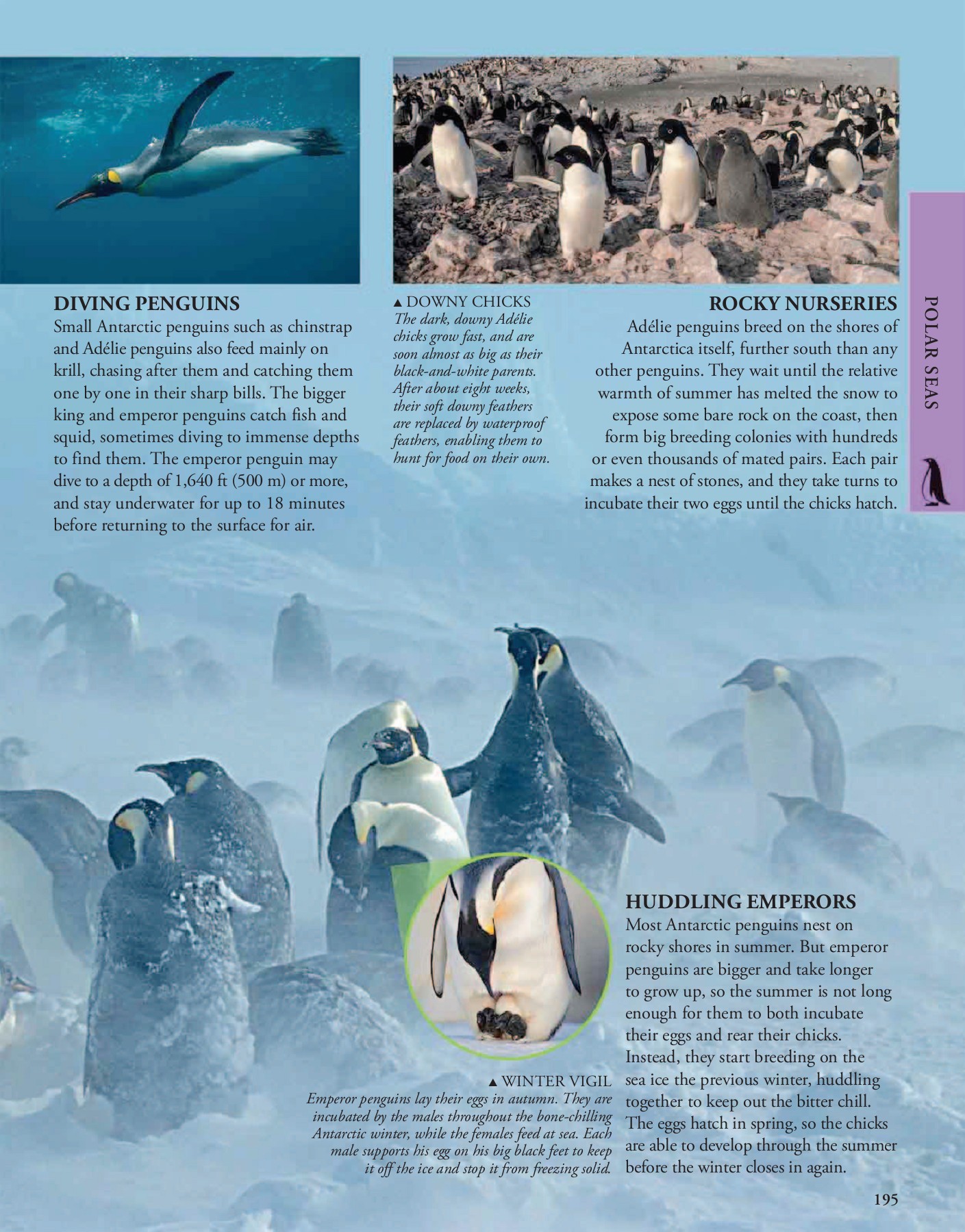 Ocean_ A Visual Encyclopedia - THE MANTHAN SCHOOL - Page 197 | Flip PDF Online | PubHTML5