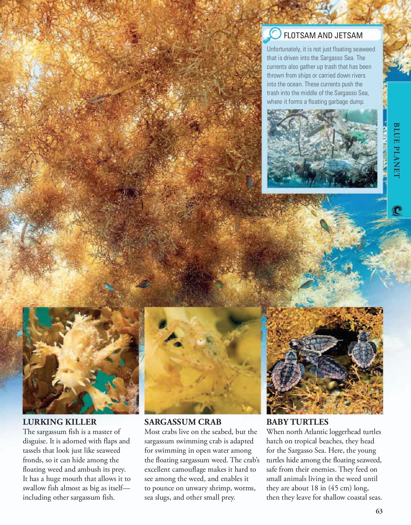 Ocean_ A Visual Encyclopedia - THE MANTHAN SCHOOL - Page 65 | Flip PDF Online | PubHTML5