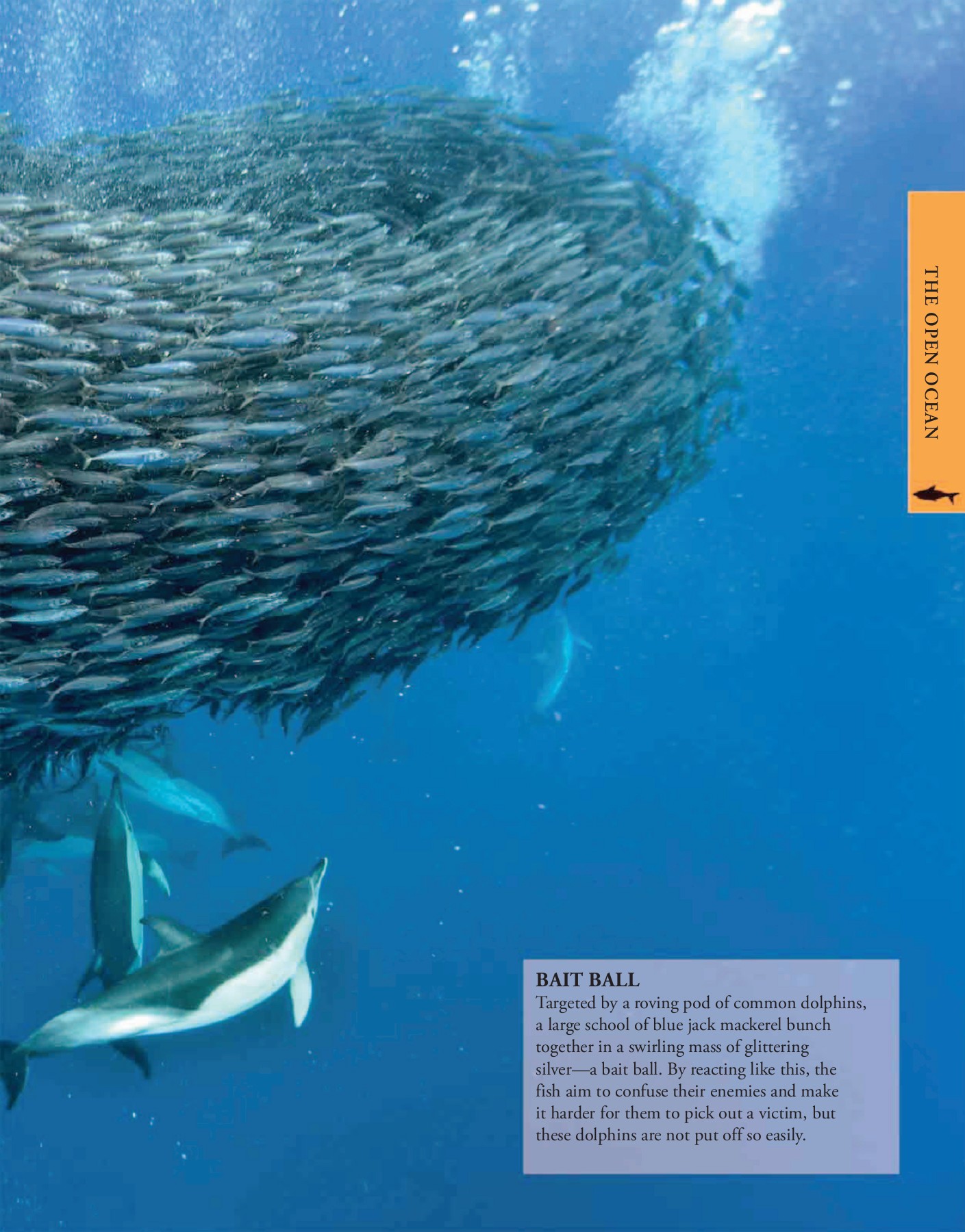 Ocean_ A Visual Encyclopedia - THE MANTHAN SCHOOL - Page 87 | Flip PDF Online | PubHTML5