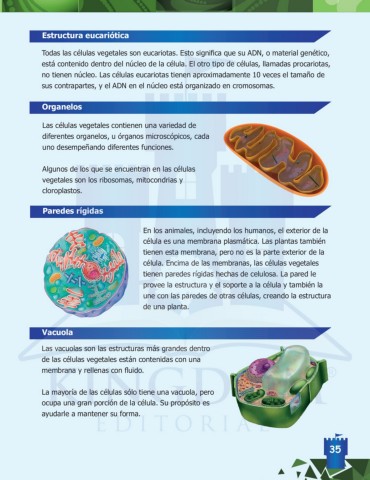 CIENCIAS NATURALES 7mo Grado .1 - Kingdom Editorial - Página 37 | Flip ...