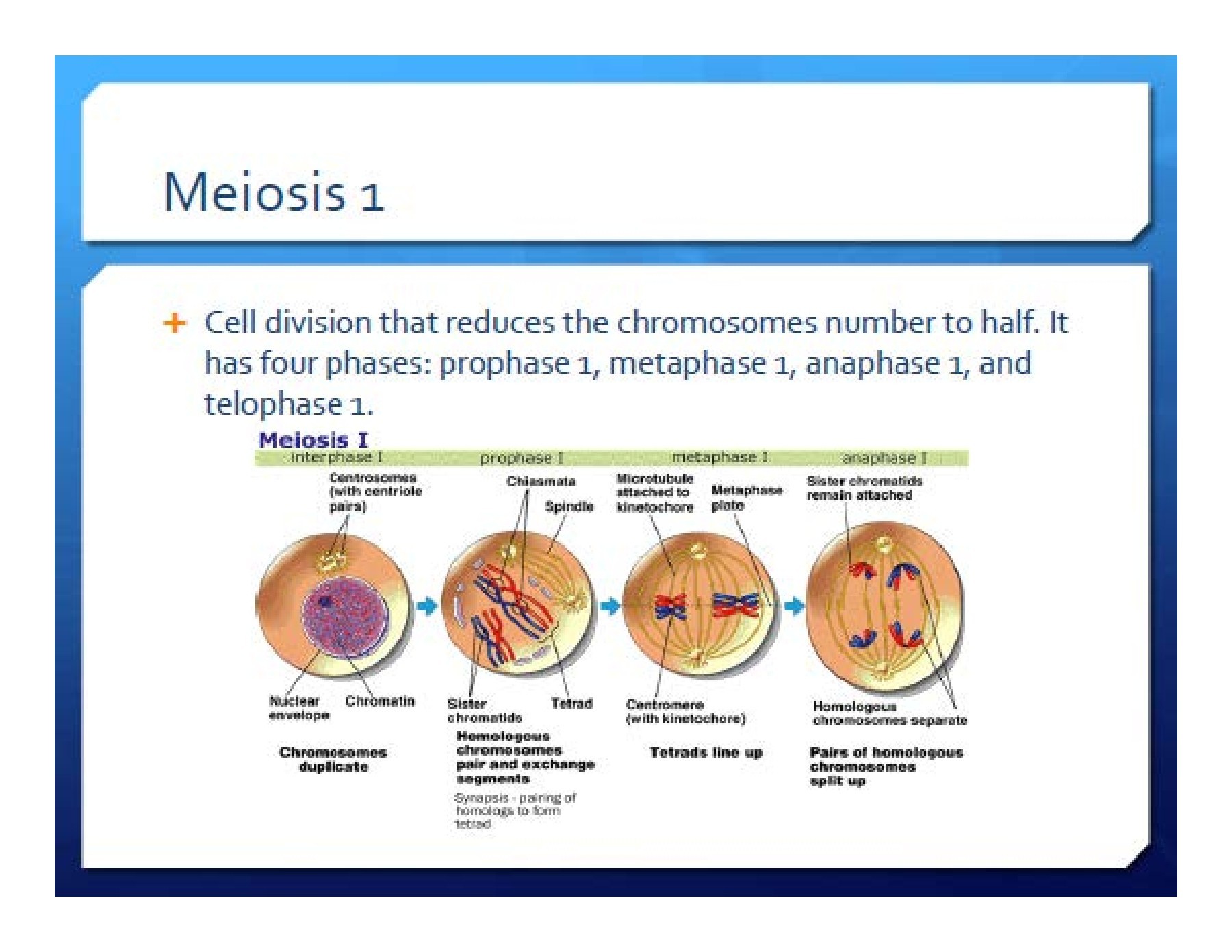 Mitosis and Meiosis flip book - rooksg - Page 15 | Flip PDF Online ...