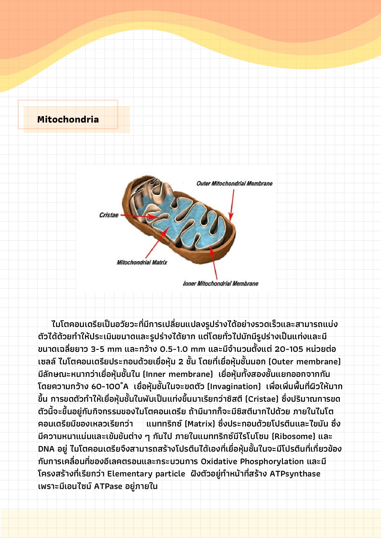 Human Anatomy - pampam12345678 - หน้าหนังสือ 12 | พลิก PDF ออนไลน์ ...