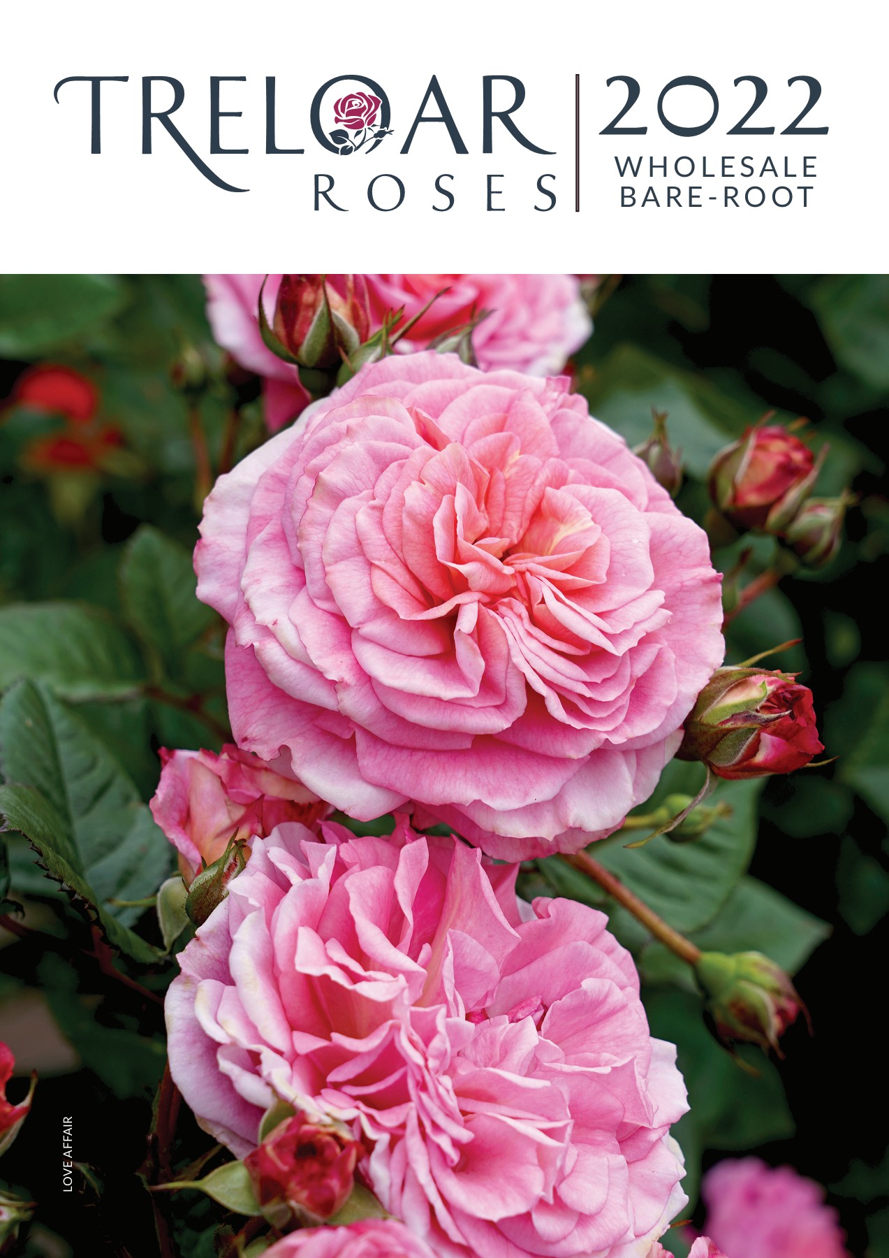 Treloar Roses 2022 Bare Root Wholesale New Releases - Treloar Roses ...