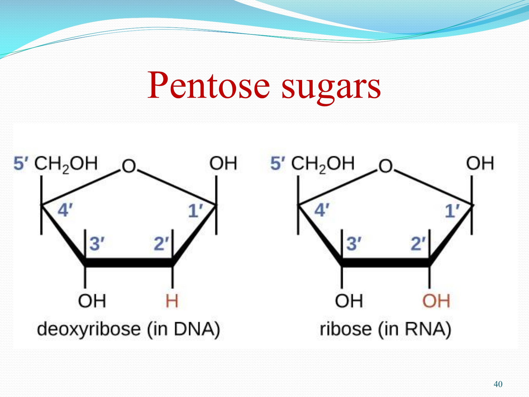 14-Biomolecules - ritapuri.aps - Page 40 | Flip PDF Online | PubHTML5