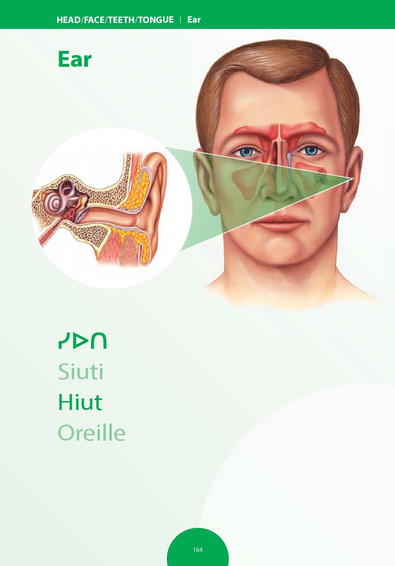 Anatomy Book - amxyour - Page 174 | Flip PDF Online | PubHTML5