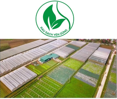 Rau sạch Yên Dũng