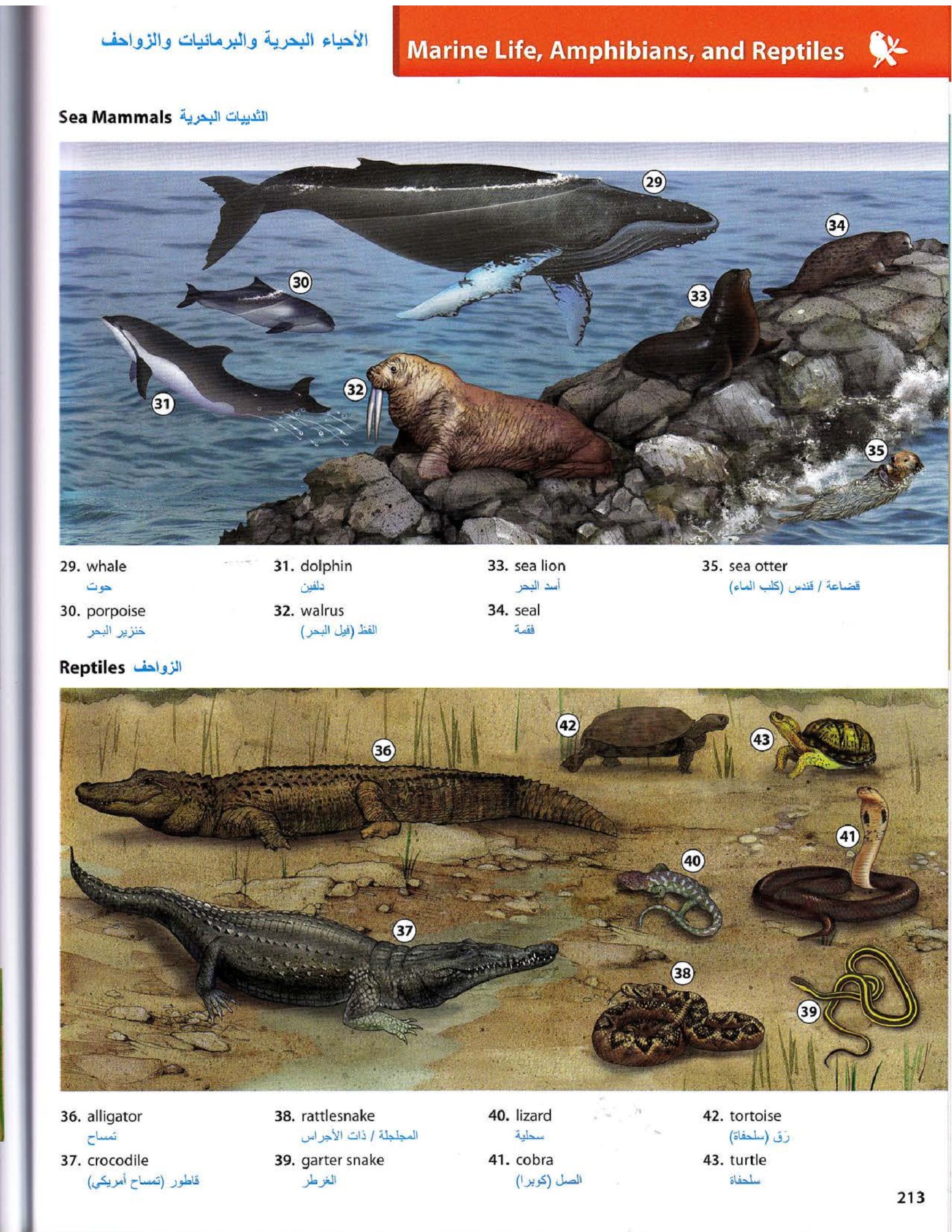 Oxford English Picture Dictionary Enlish- Arabic - Ismail Rao - Page ...