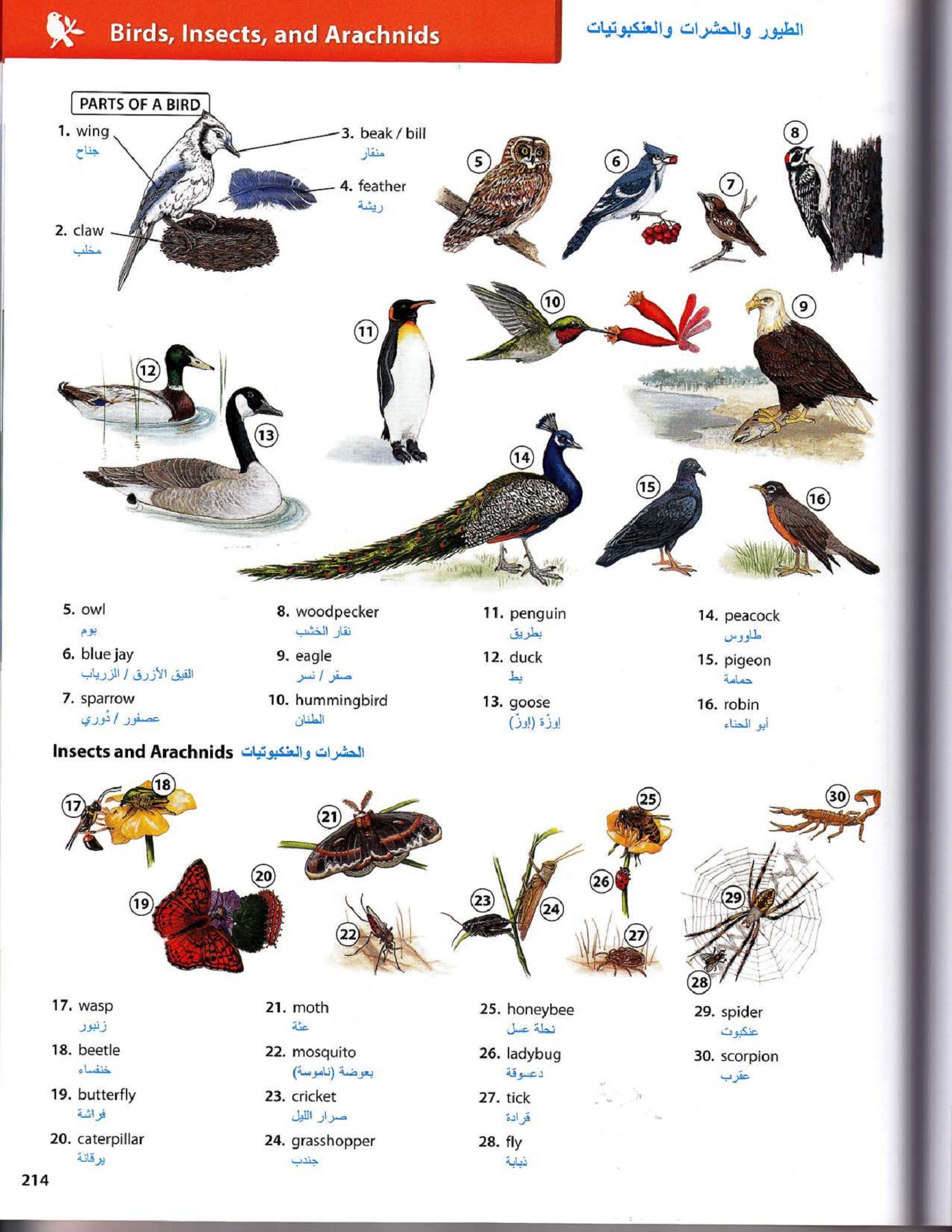 Oxford English Picture Dictionary Enlish- Arabic - Ismail Rao - Page ...