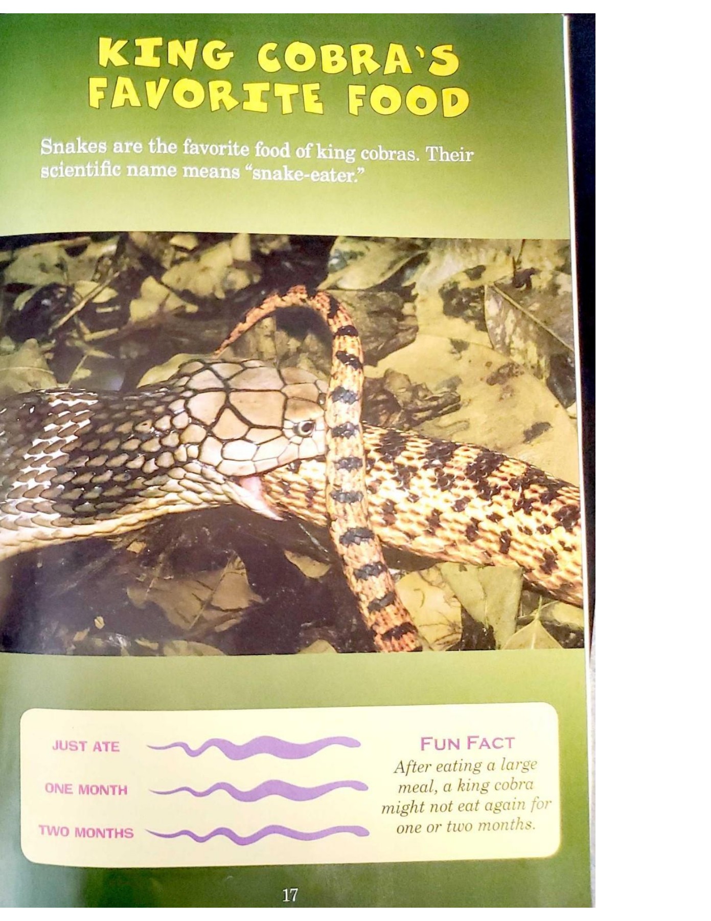 Who Would Win - Komodo Dragon vs. King Cobra Book - Jodie Cress - Page ...