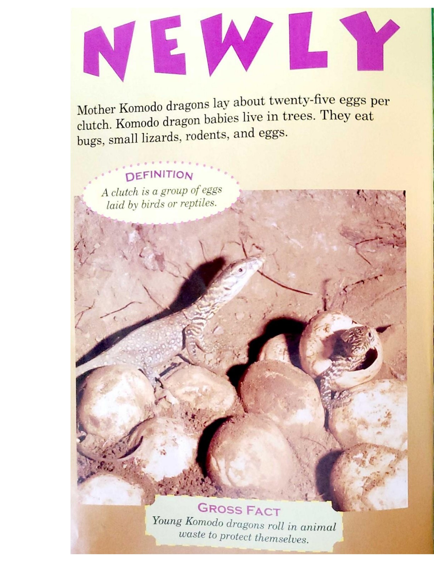 Who Would Win - Komodo Dragon vs. King Cobra Book - Jodie Cress - Page ...